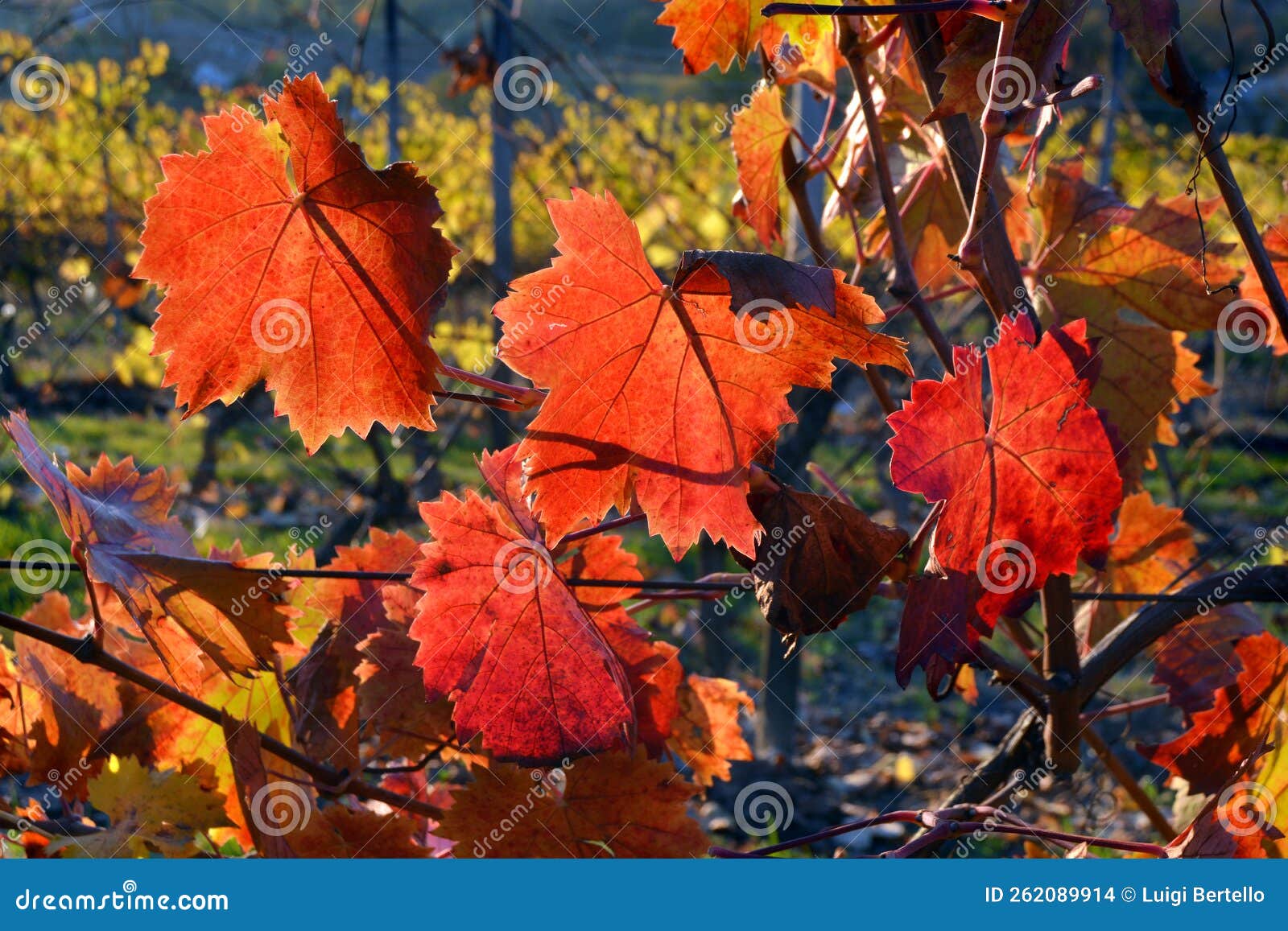 Colorful Grapevine Tree Leaves in Autumn Season Stock Photo - Image of ...