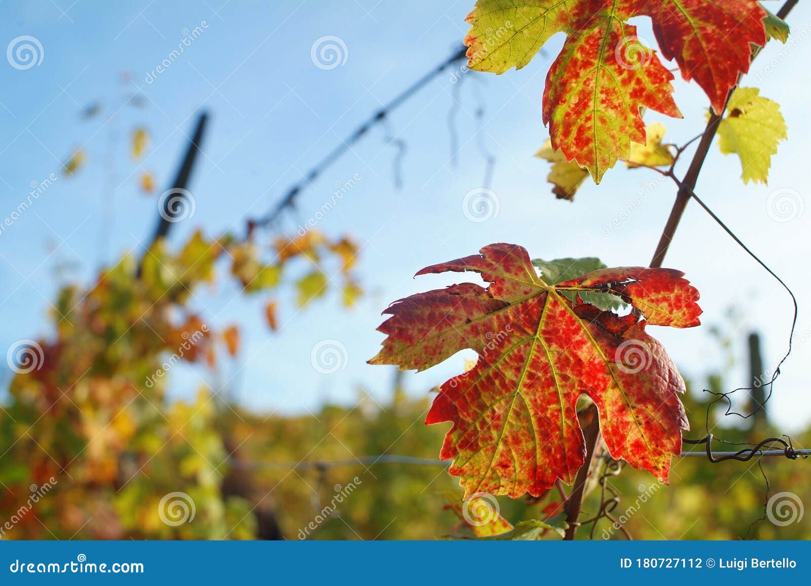 Colorful Grapevine Tree Leaves in Autumh Vineyards Stock Photo - Image ...