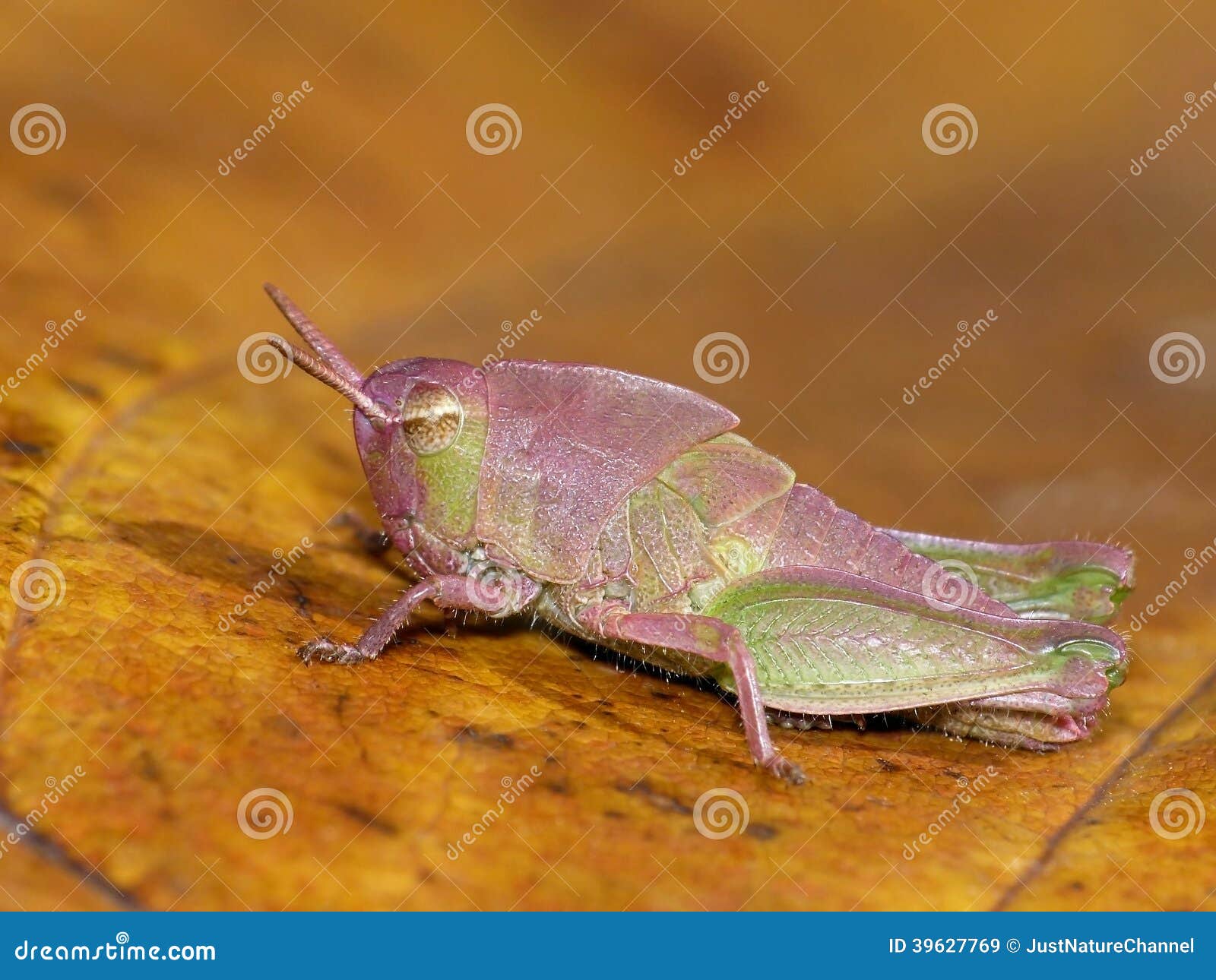 Colorful Grasshopper on Dried Leaf Stock Image - Image of autumn ...