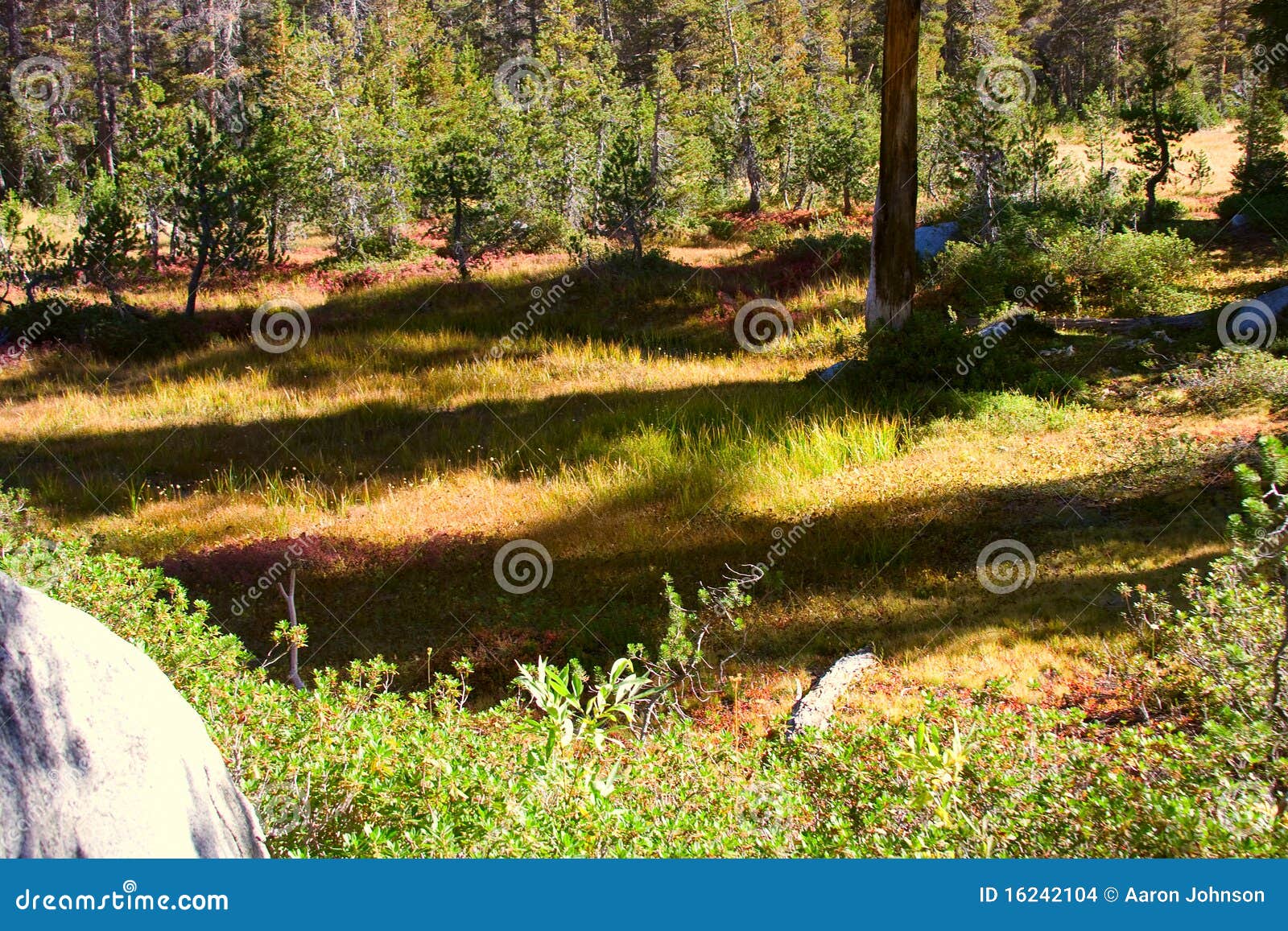 Colorful Grass stock photo. Image of natural, green, grass - 16242104