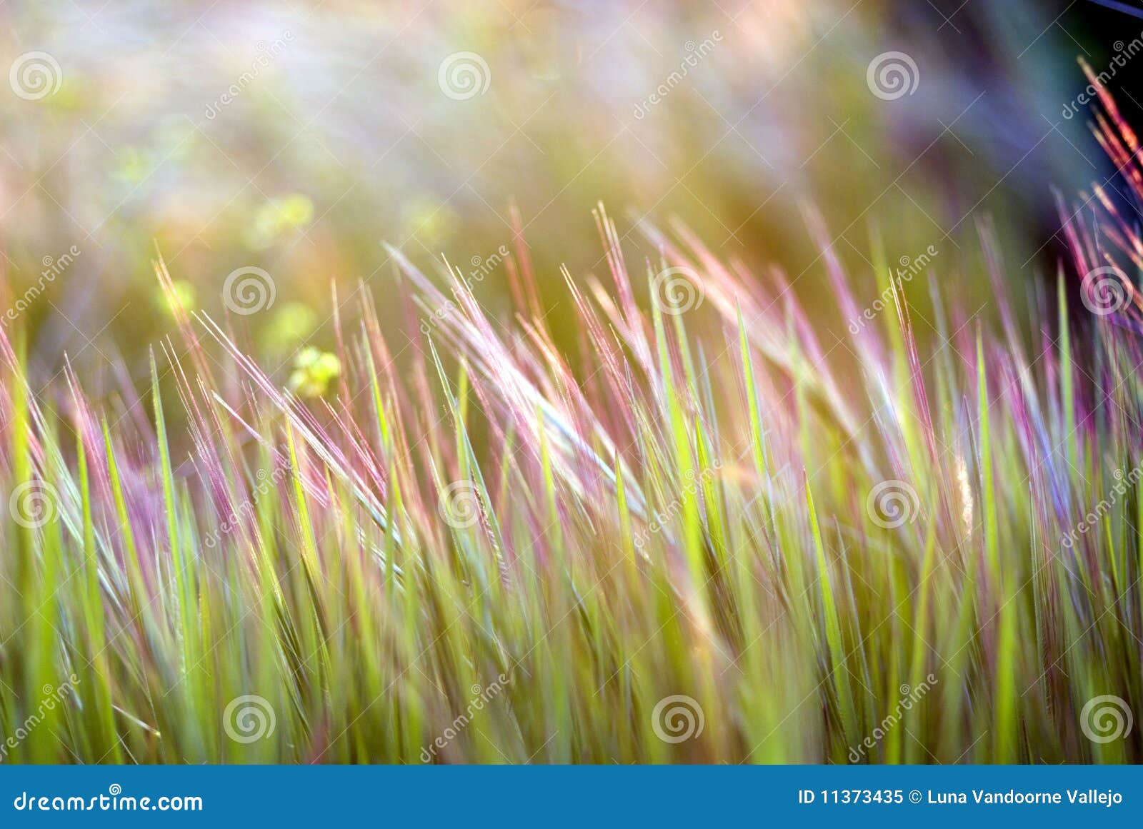 Colorful grass background stock image. Image of lush - 11373435