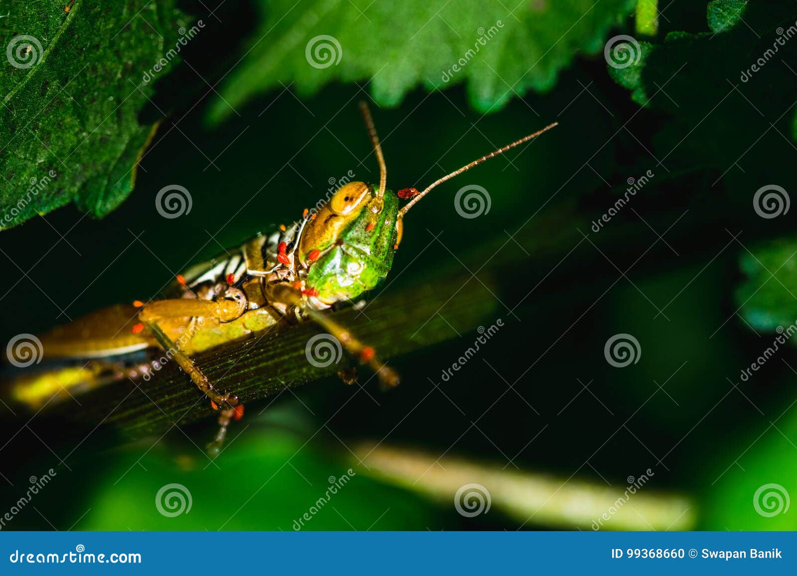 Colorful Grass Hopper stock photo. Image of antennae - 99368660