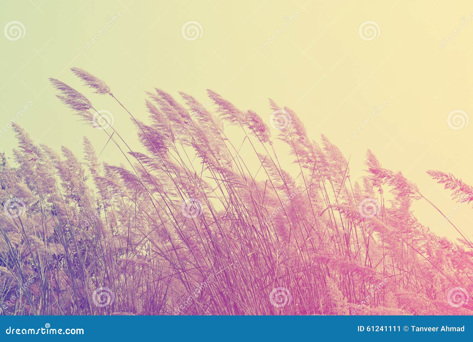 Colorful Grass Silhouette Background Design Royalty-Free Stock ...