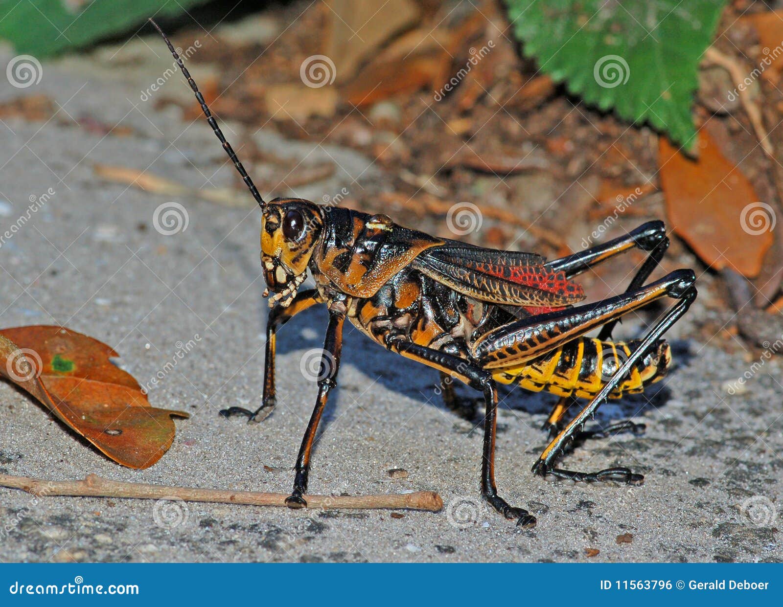 Colorful Grasshopper stock photo. Image of florida, zoology - 11563796