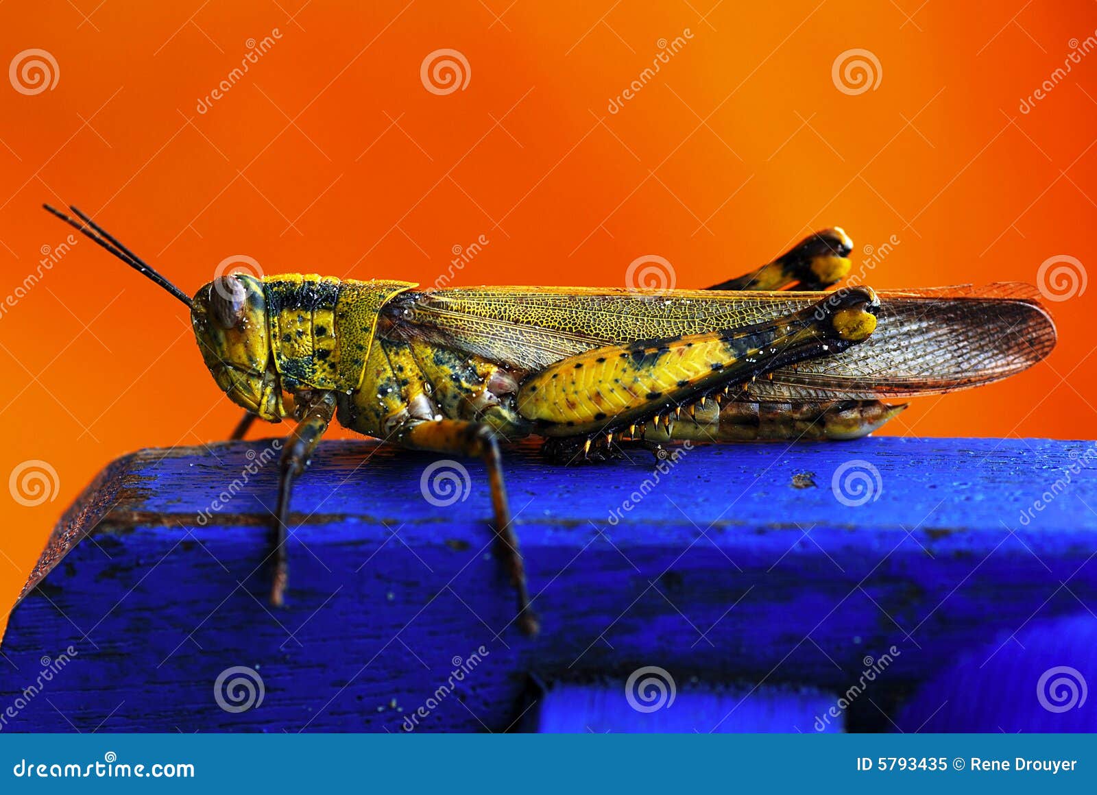 Colorful Grasshopper With Red Eyes On Grass In Swaziland Stock Image ...