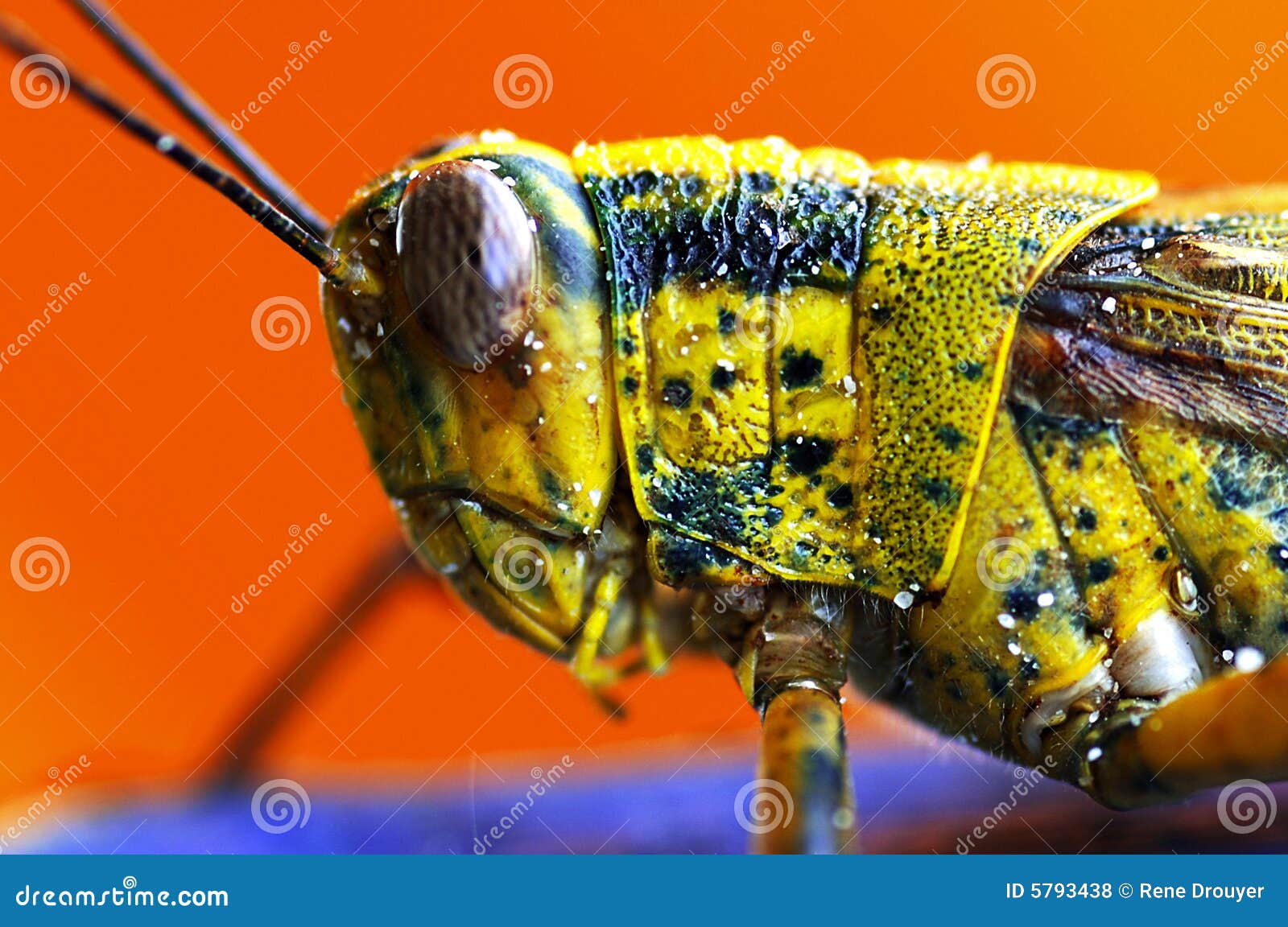 Colorful Grasshopper Picture. Image: 5793438