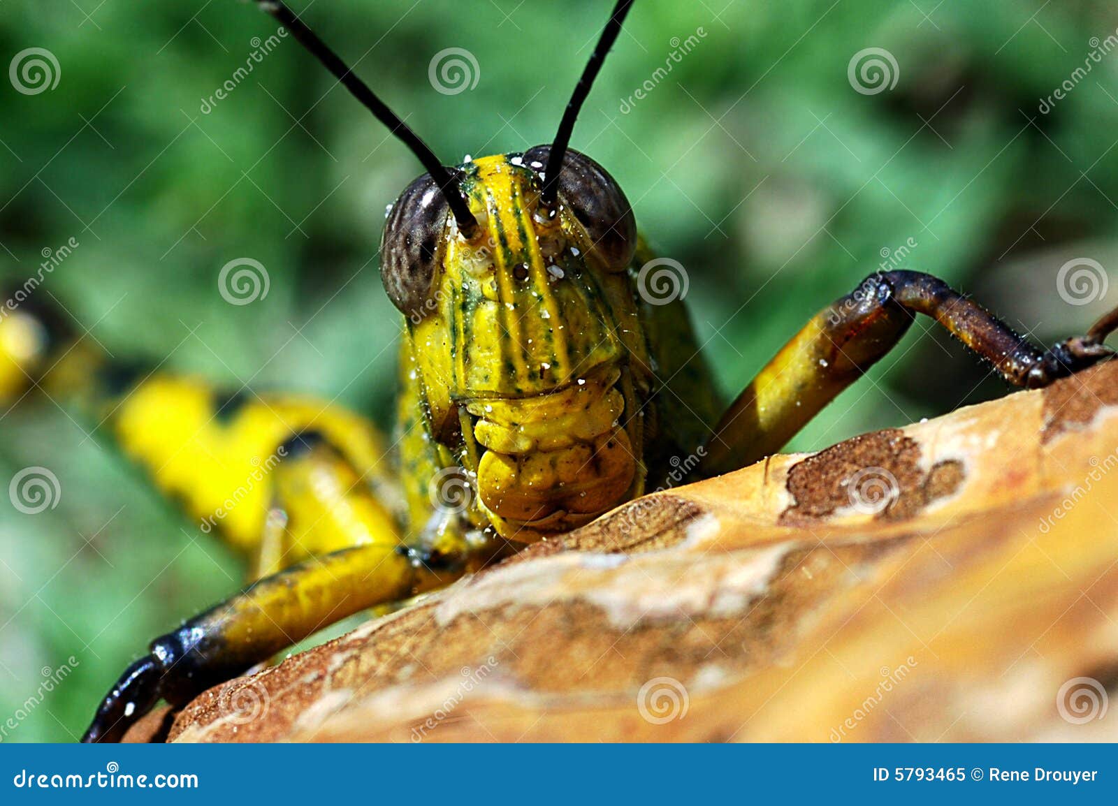 Colorful grasshopper stock image. Image of isolated, swarm - 5793465
