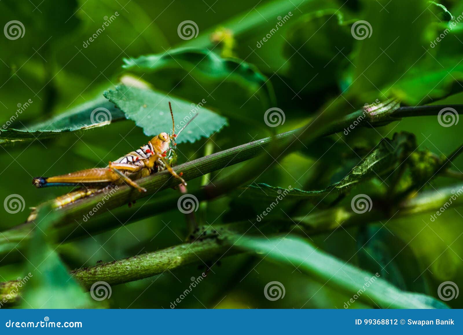 Colorful Grass Hopper stock photo. Image of jumper, cricket - 99368812