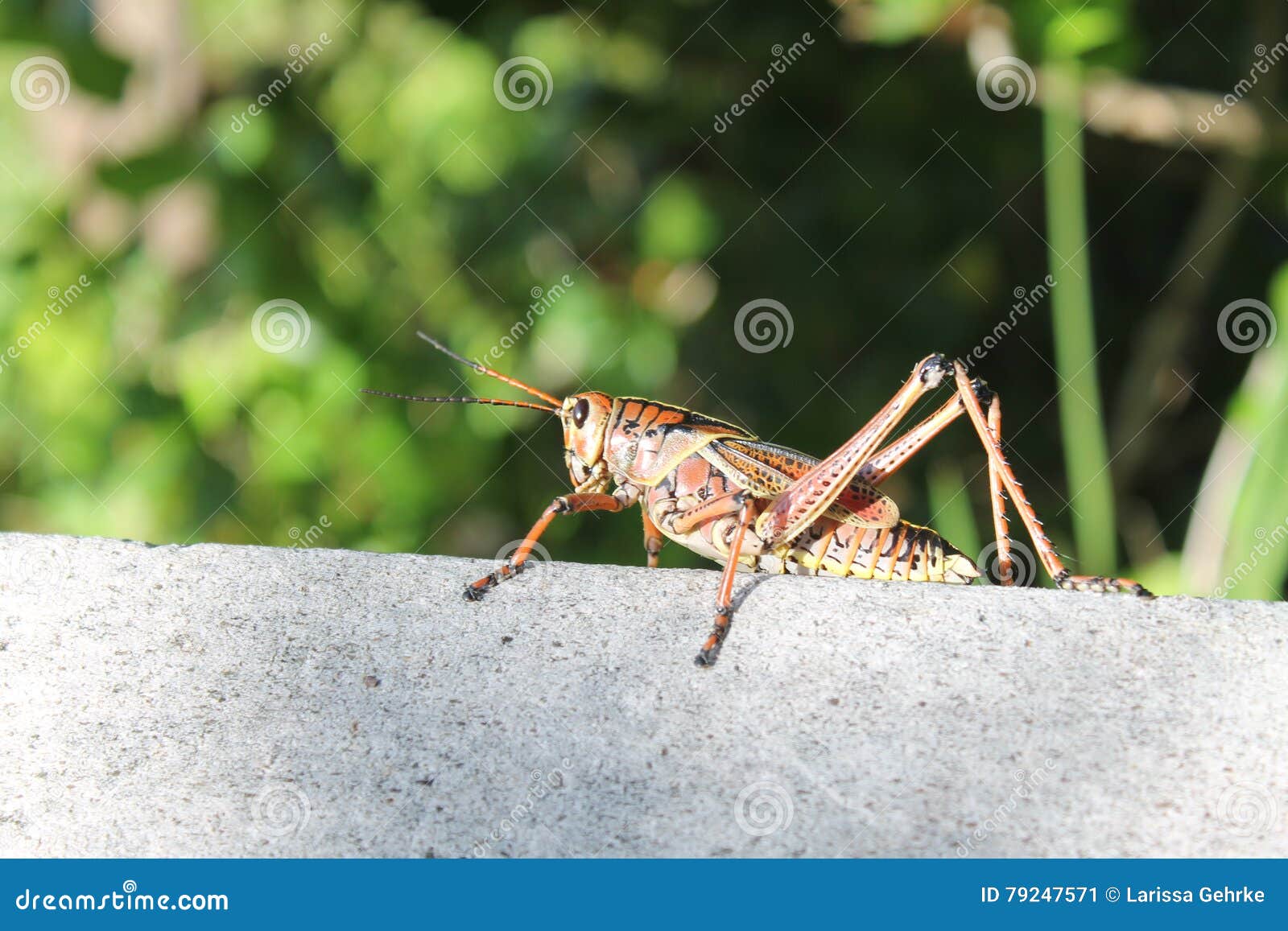 Colorful grasshopper stock image. Image of animal, palp - 79247571