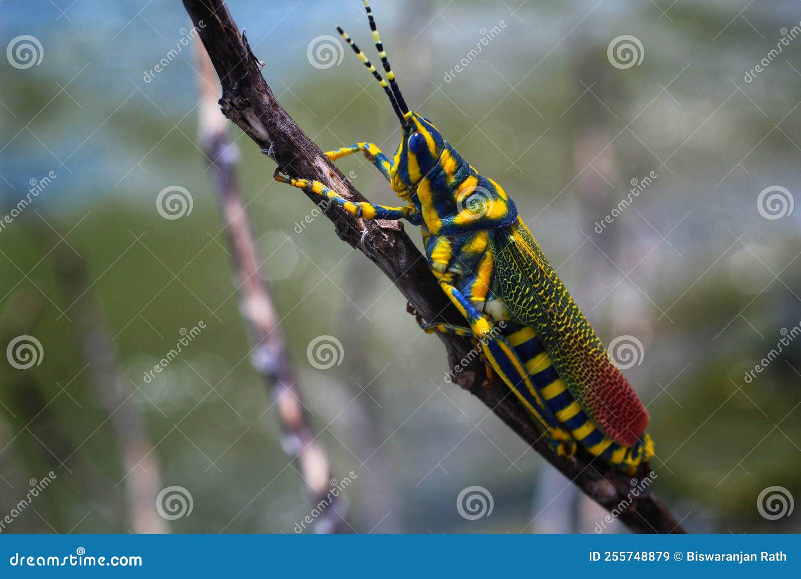 Colorful Grasshopper Insect Sitting on a Stick in Nice Blur Background ...