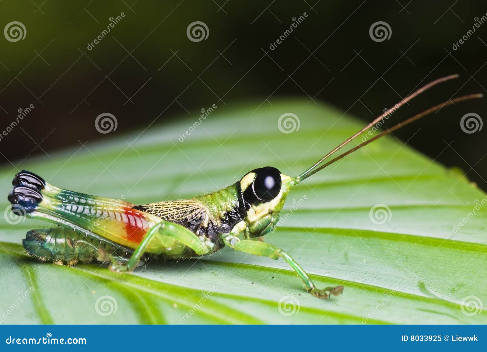 Colorful Grasshopper macro stock image. Image of antenna - 8033925
