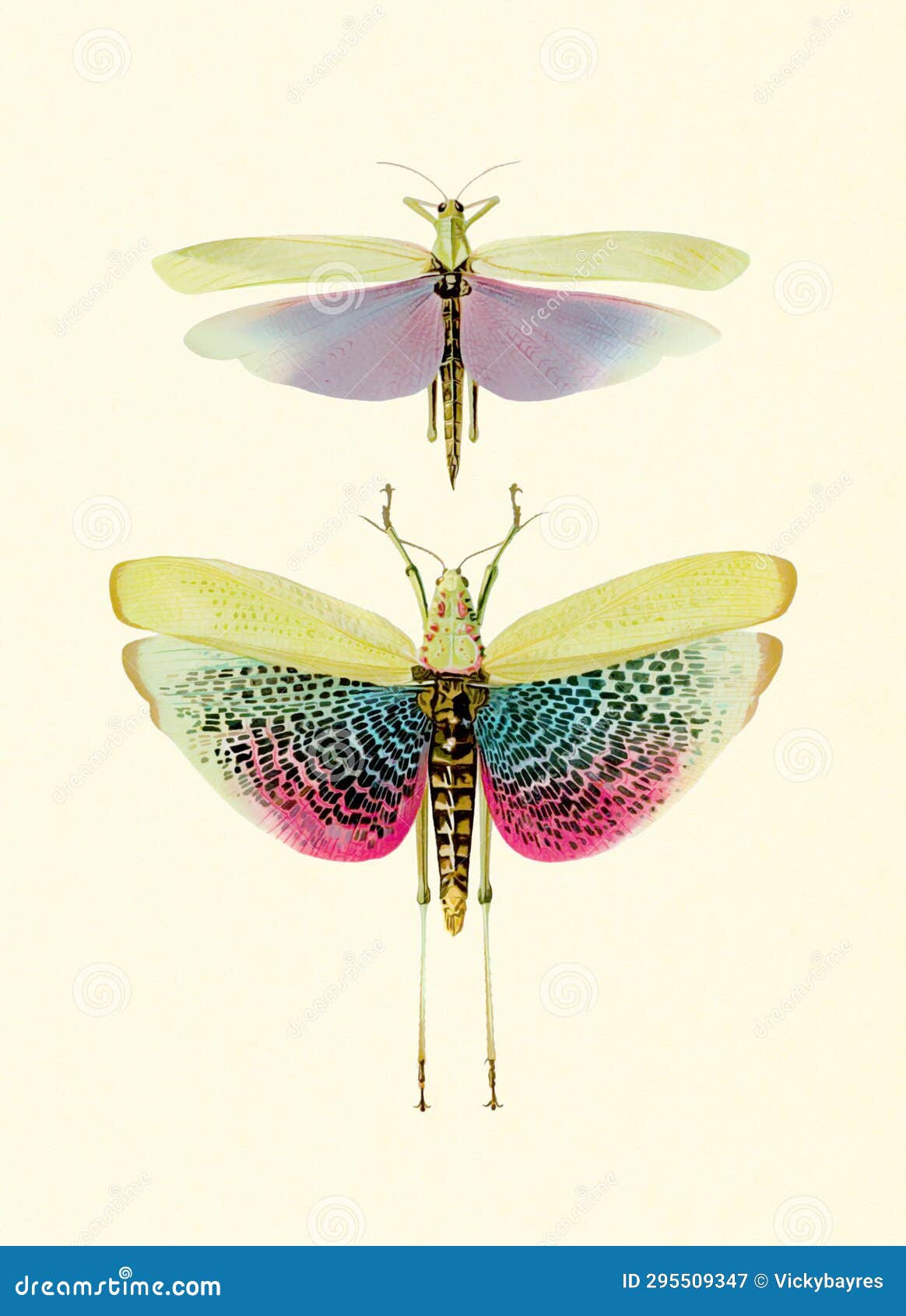 Colorful grasshoppers stock illustration. Illustration of biodiversity ...