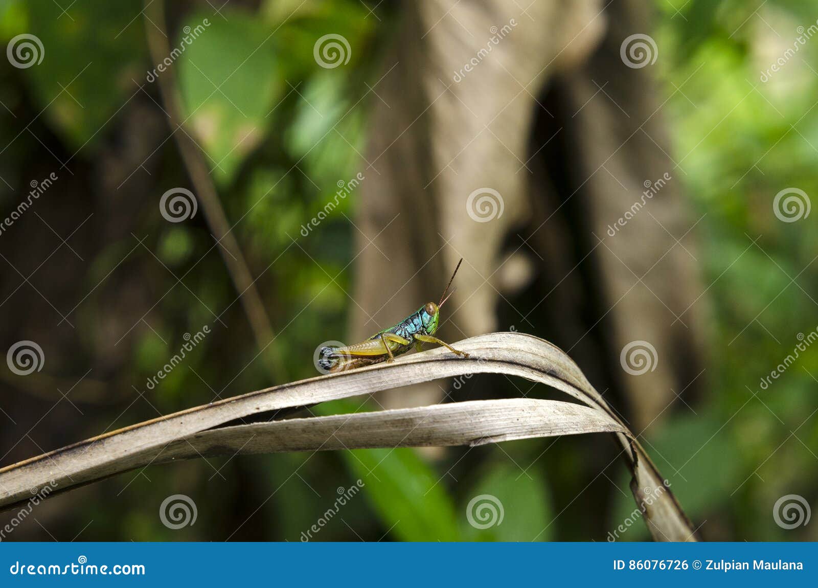 Colorful grasshoppers stock photo. Image of jungle, java - 86076726