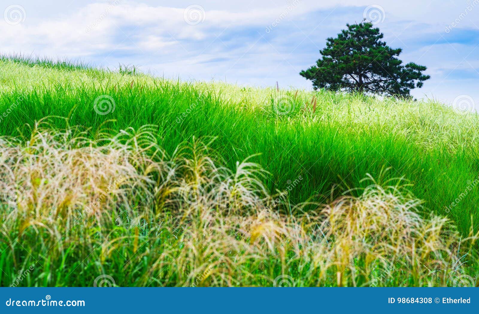 Colorful grassland stock photo. Image of tree, full, broomy - 98684308