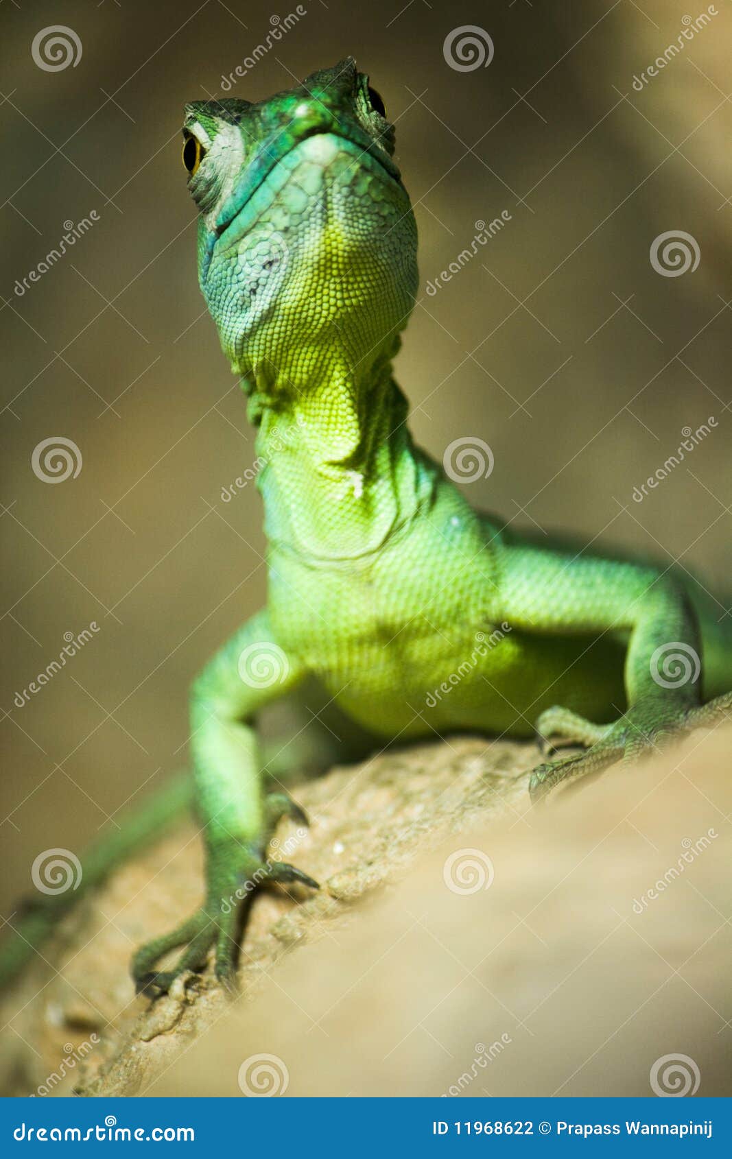 Colorful Green Basilisk Lizard Stock Photo - Image of basilisk, lizard ...