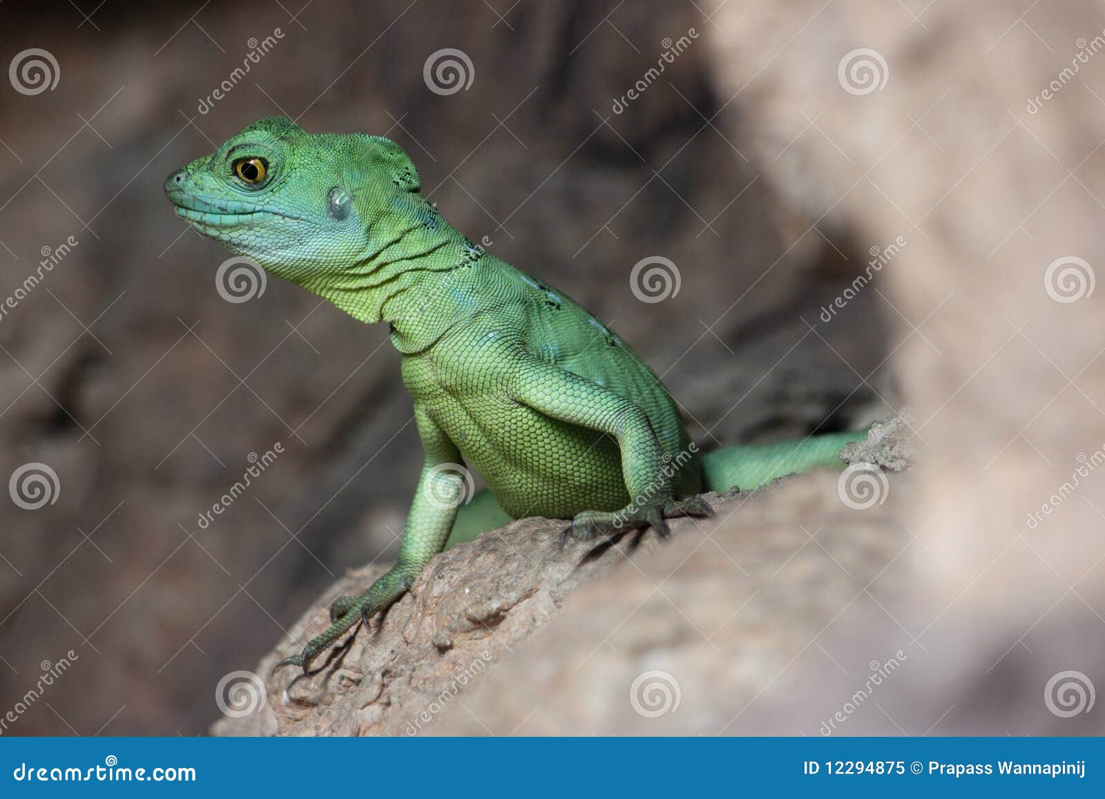Colorful Green Basilisk Lizard Stock Image - Image of claw, lizard ...