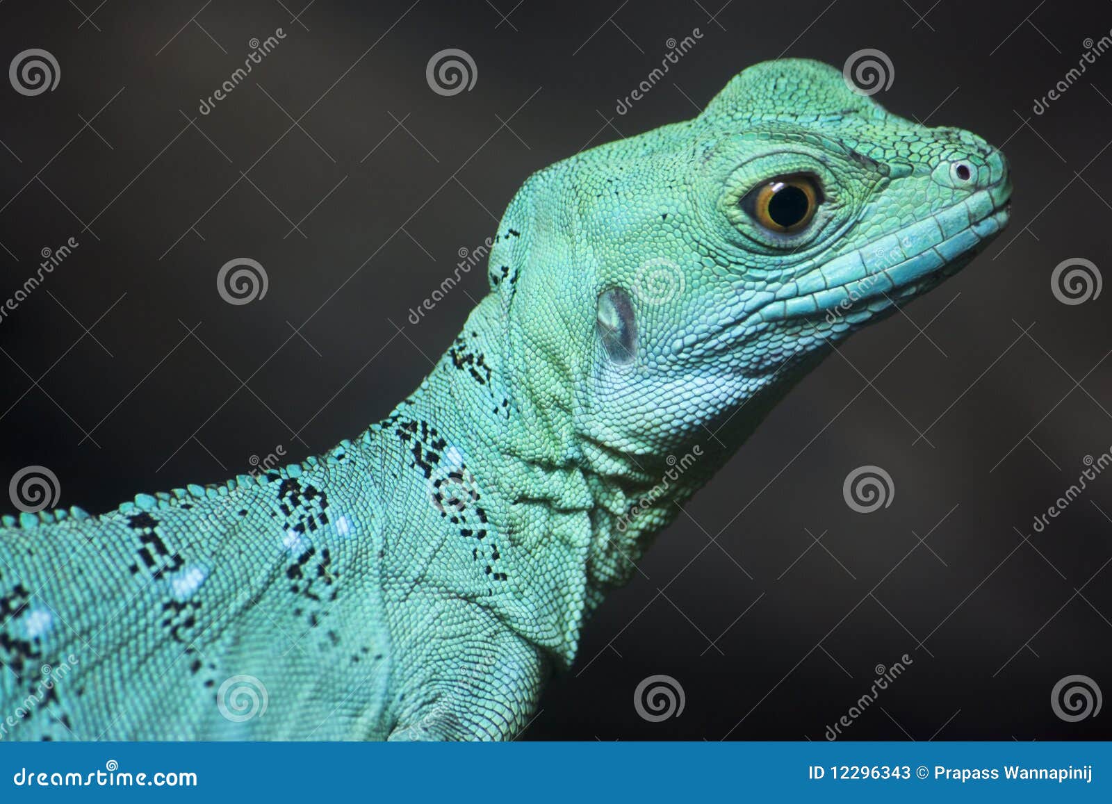 Colorful Green Basilisk Lizard Stock Image - Image of tropical ...