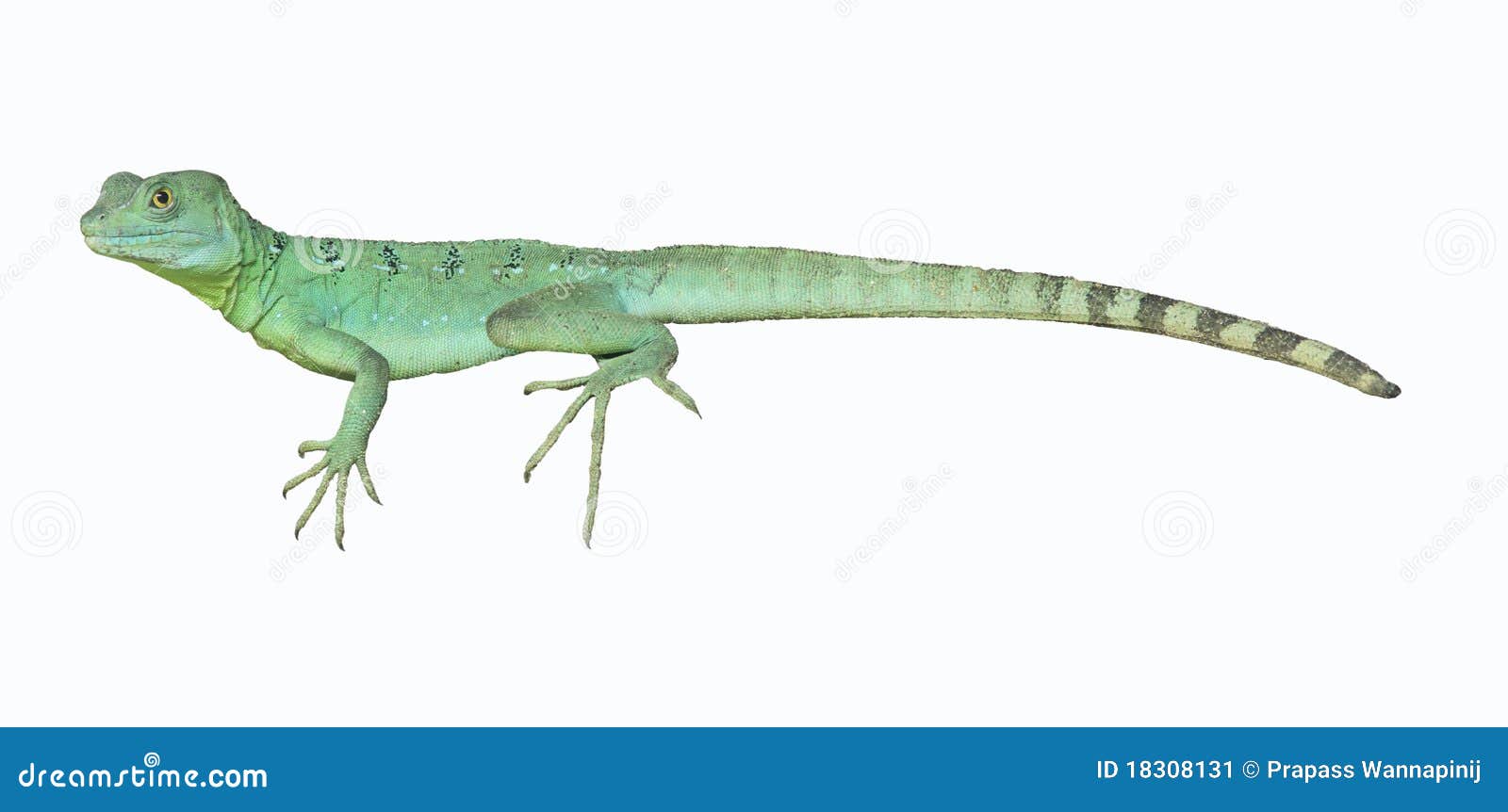 Colorful Green Basilisk Lizard Stock Image - Image of single, iguana ...