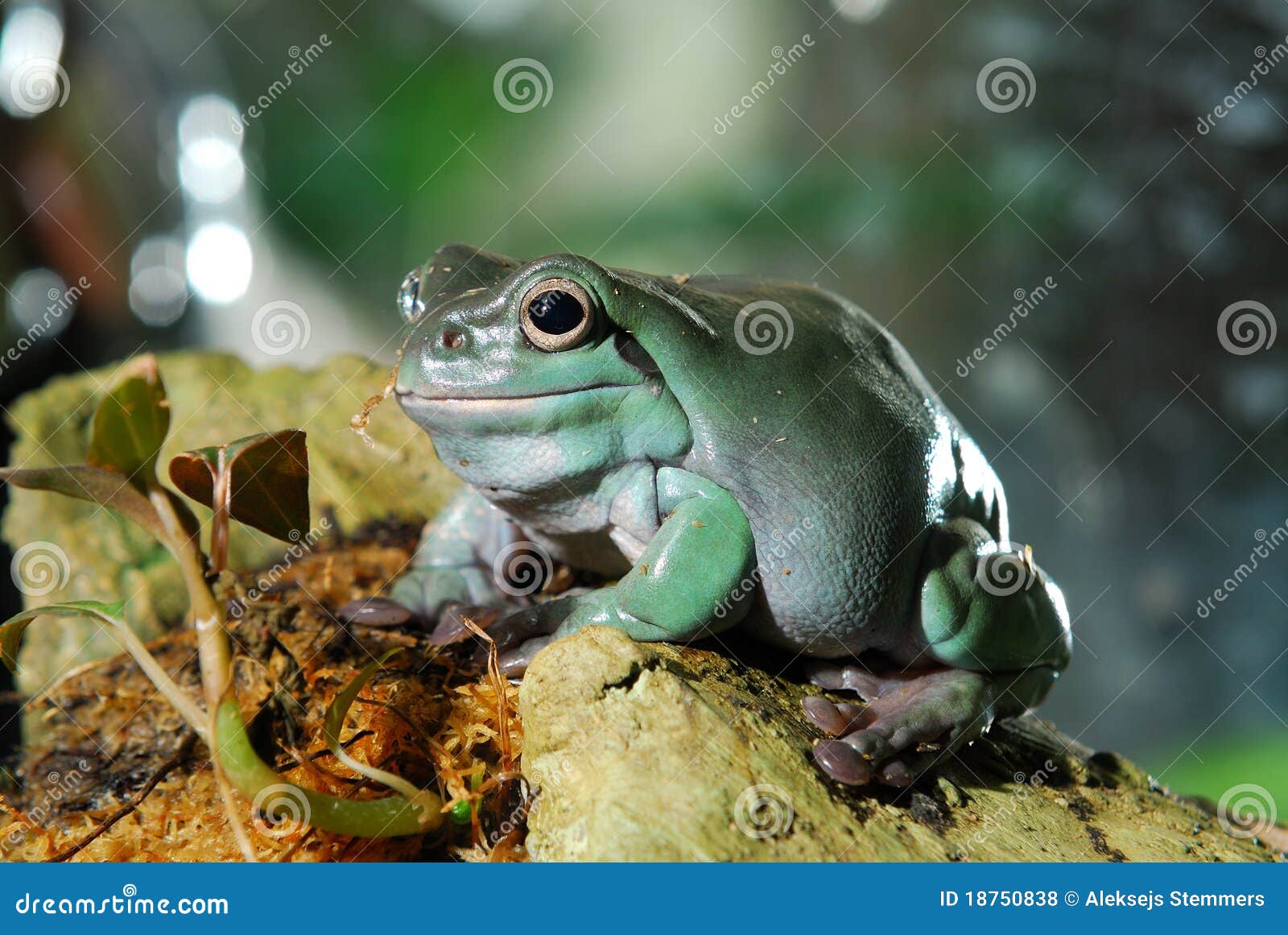 Colorful green frog stock photo. Image of green, animals - 18750838