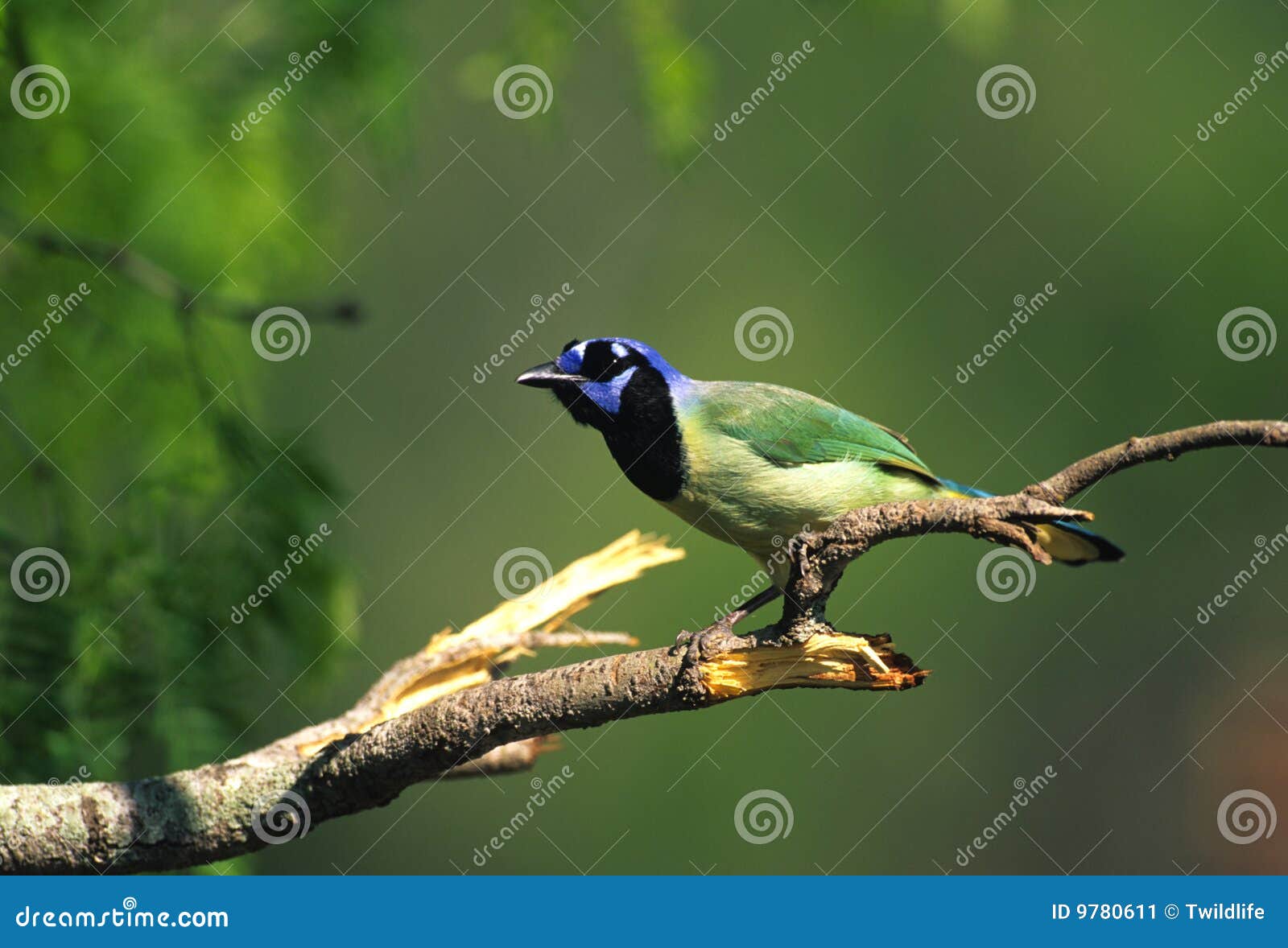 Colorful Green Jay stock image. Image of raucous, colorful - 9780611