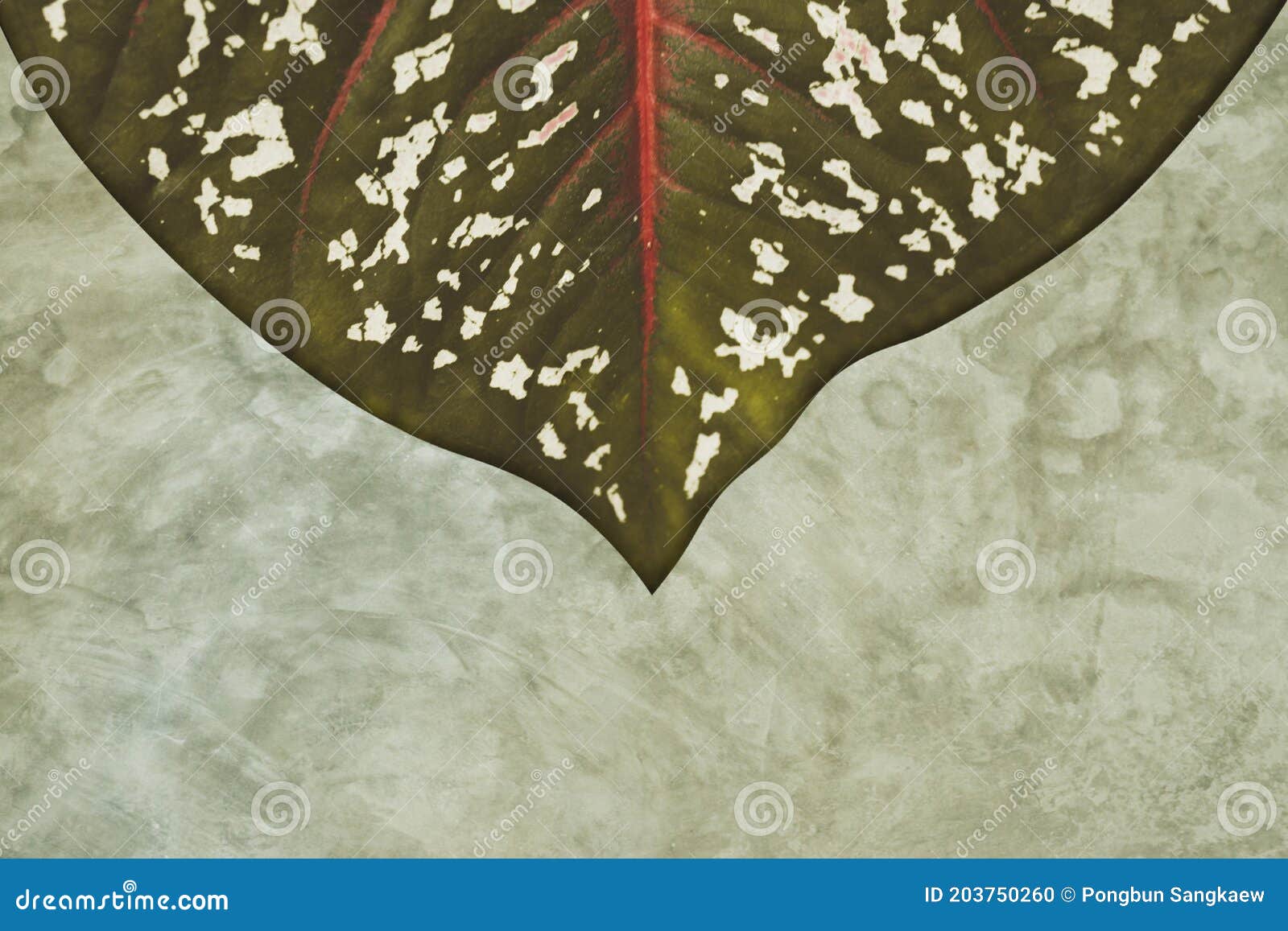 Colorful Green Leaf with Space Stock Photo - Image of leaf, texture ...