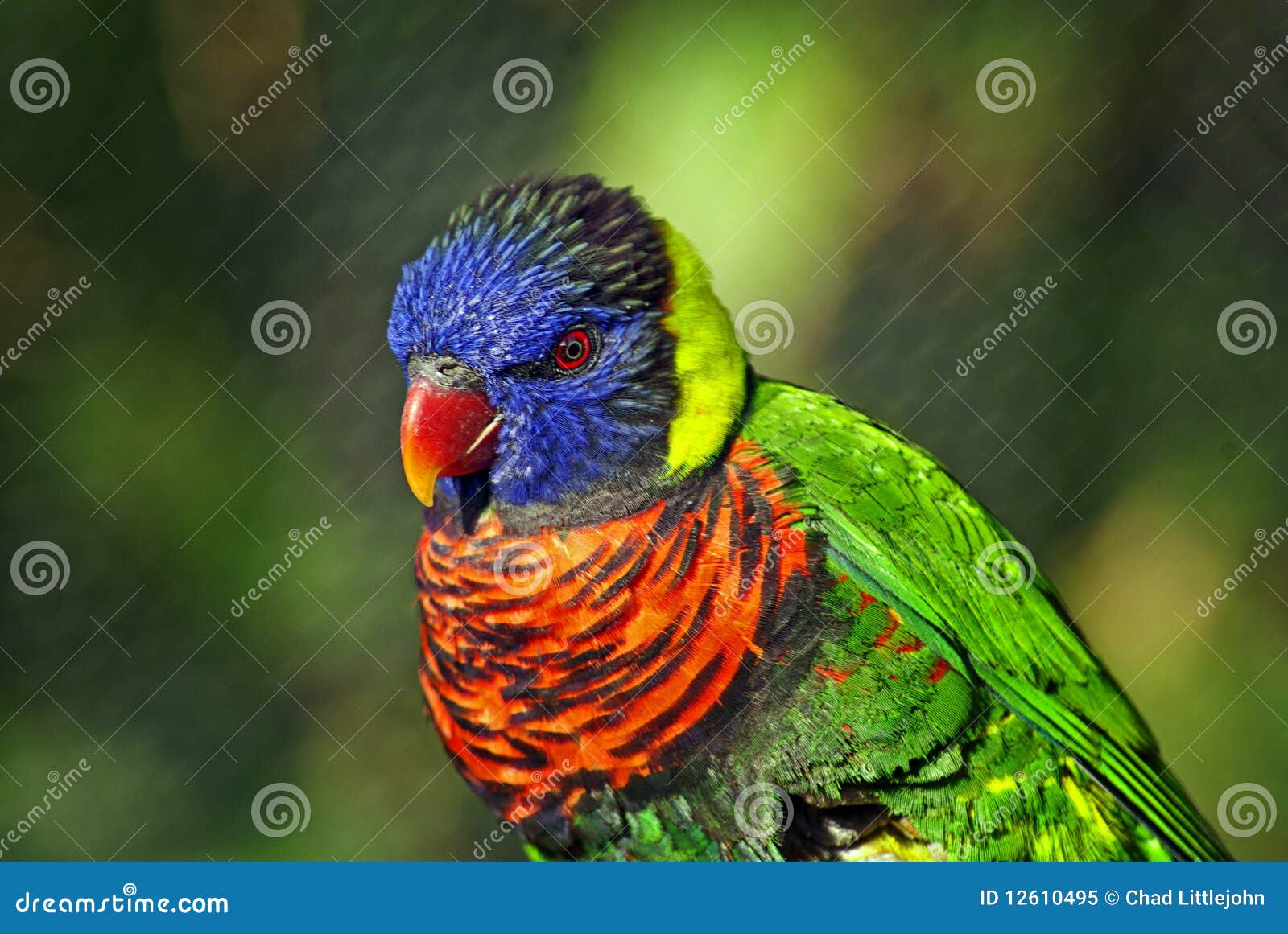 Colorful Green-Naped Lorikeet Bird Stock Image - Image of wildlife ...
