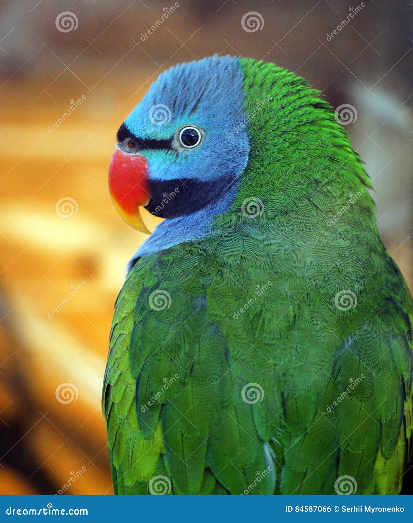 Colorful Green Parrot with Head Close Up Stock Photo - Image of color ...