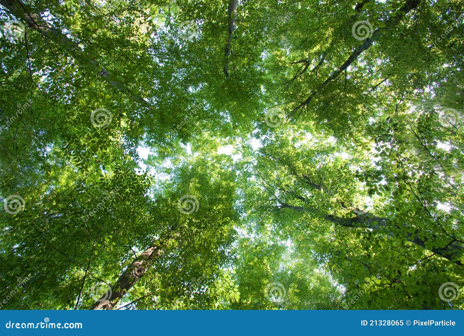 Colorful green treetops stock image. Image of green, leafy - 21328065