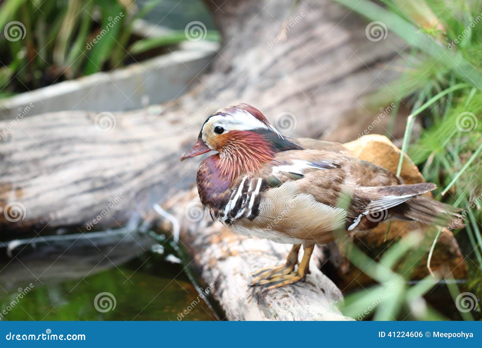 Colorful Green Winged Teal Duck on the Timber. Stock Photo - Image of ...