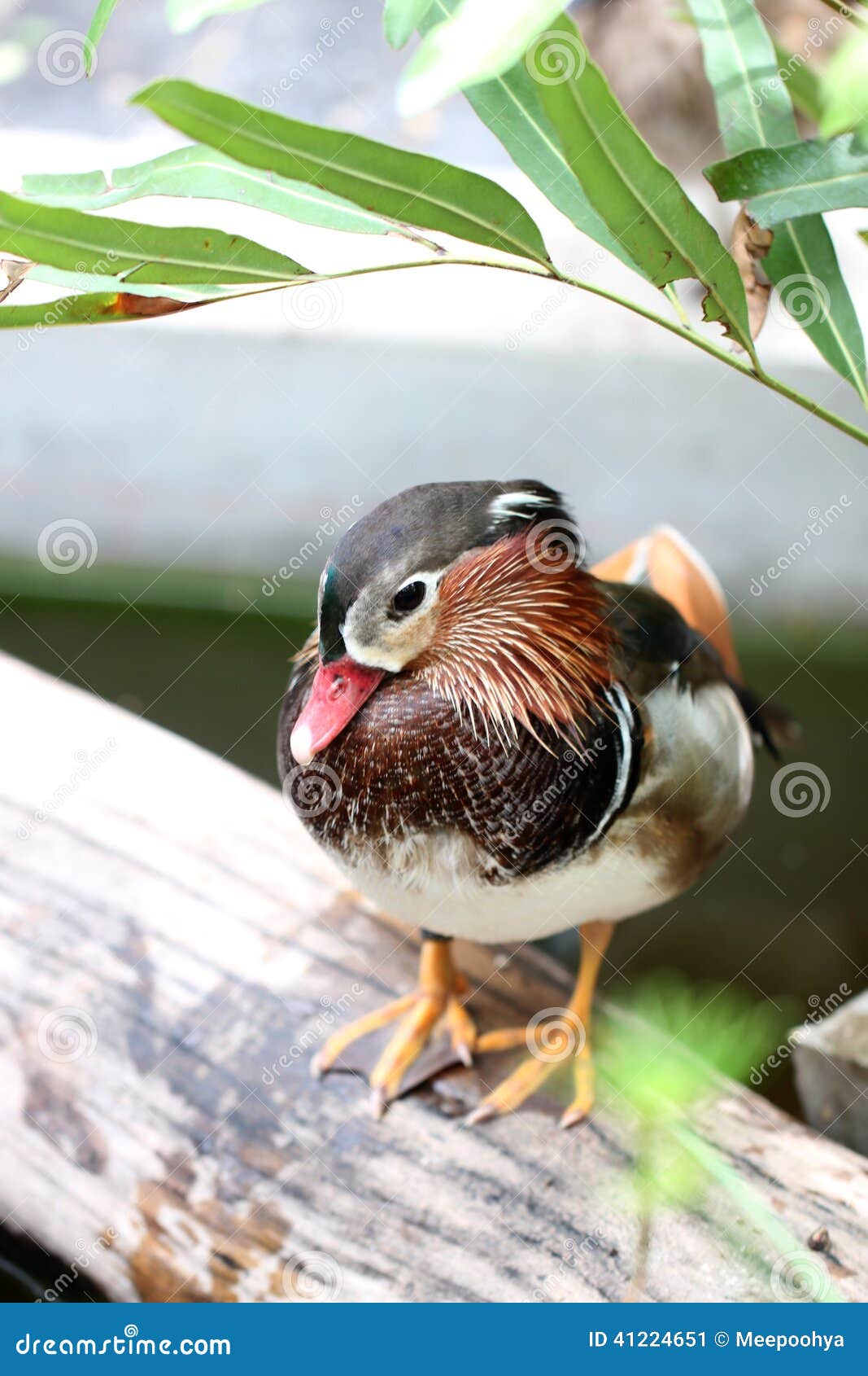 Colorful Green Winged Teal Duck on the Timber. Stock Image - Image of ...