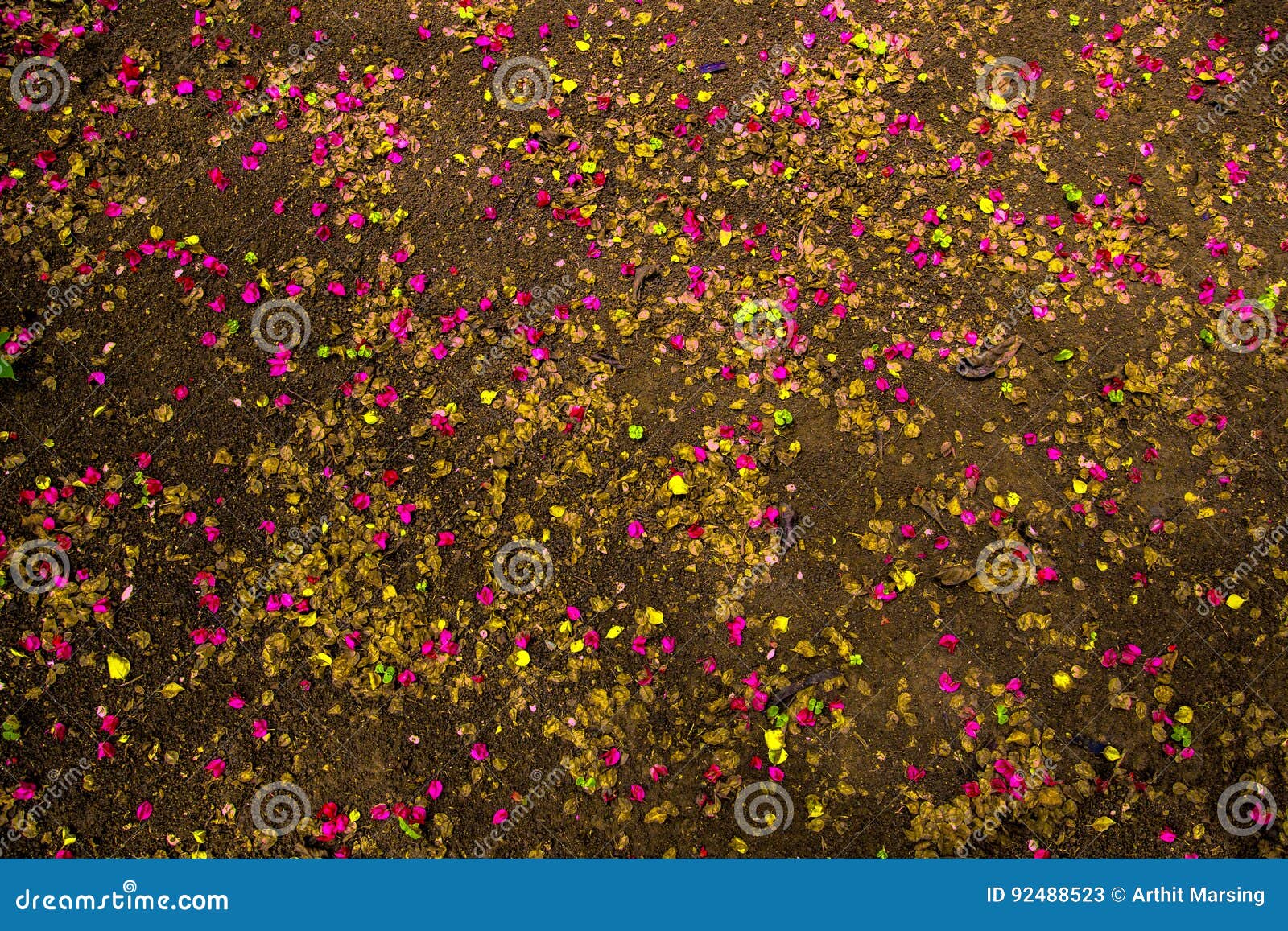 Colorful Ground Full with Flowers Drop on the Rain Day. Stock Image ...