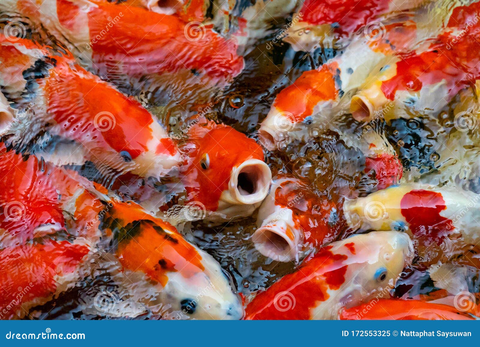 Colorful Group of Carp Fish in the River Stock Image - Image of ...