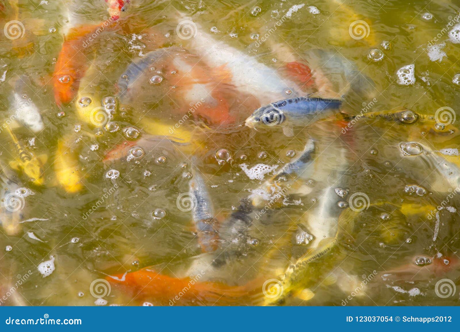 Koi carp in a muddy pool stock photo. Image of carp - 123037054