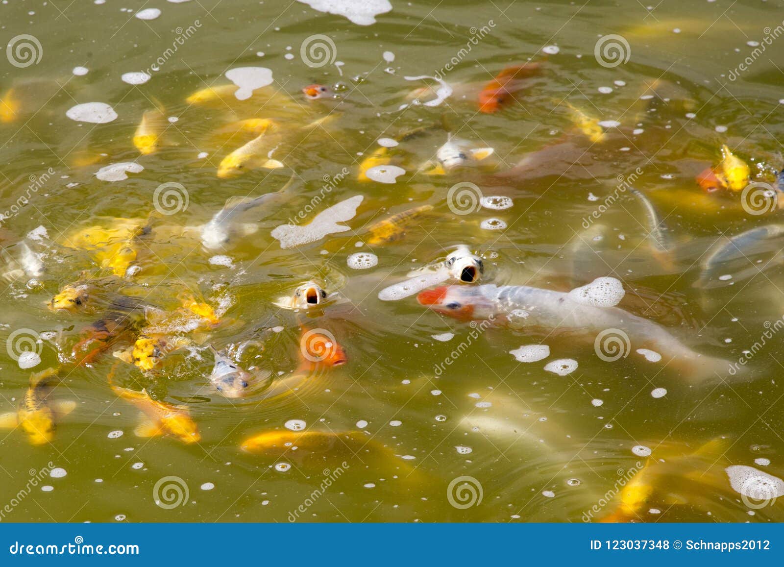 Koi carp in a muddy pool stock photo. Image of japanese - 123037348