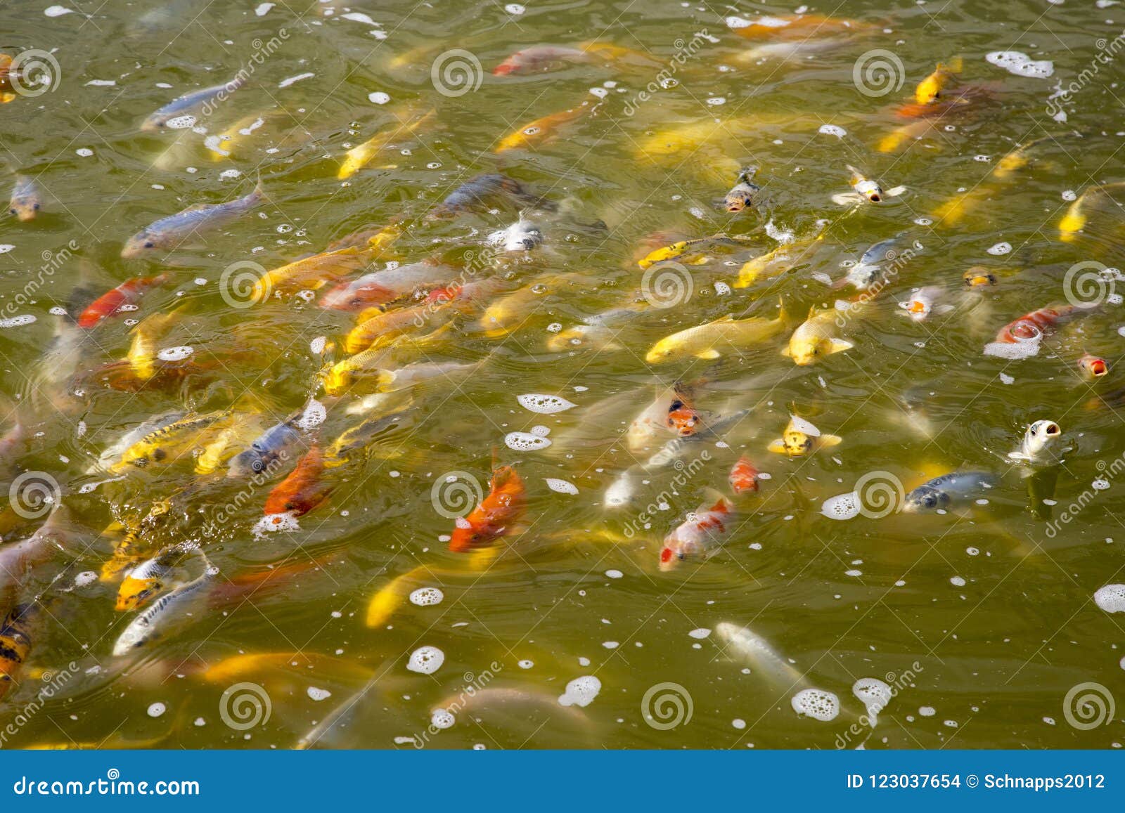 Koi carp in a muddy pool stock photo. Image of asian - 123037654