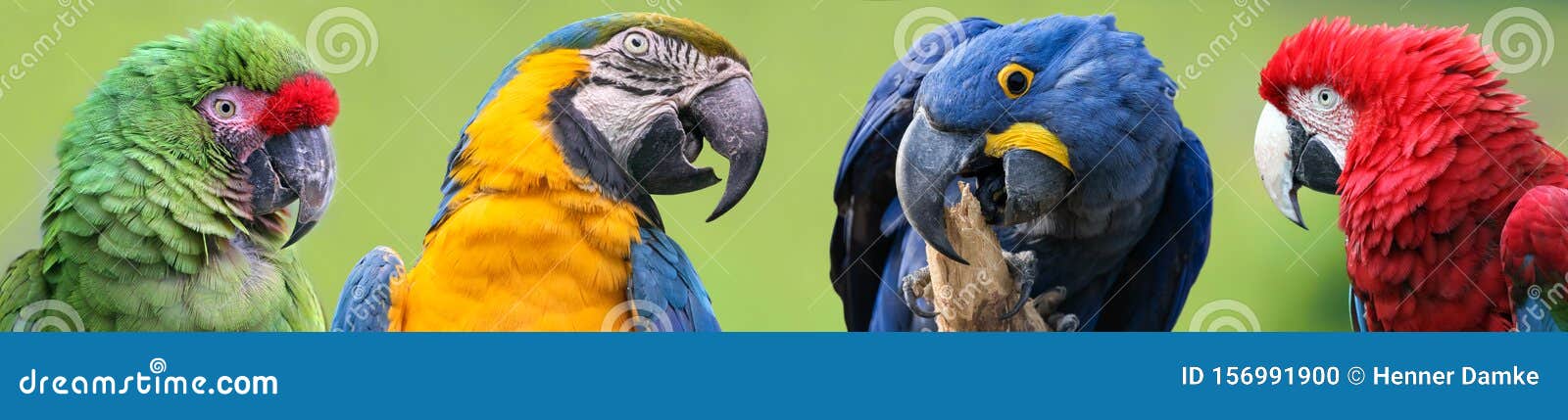 Colorful Group of Macaws - 4 Species Stock Photo - Image of head ...