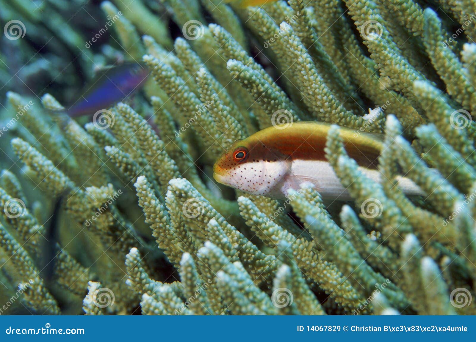 Colorful Grouper Fish in Coral Stock Image - Image of seawater, marine ...