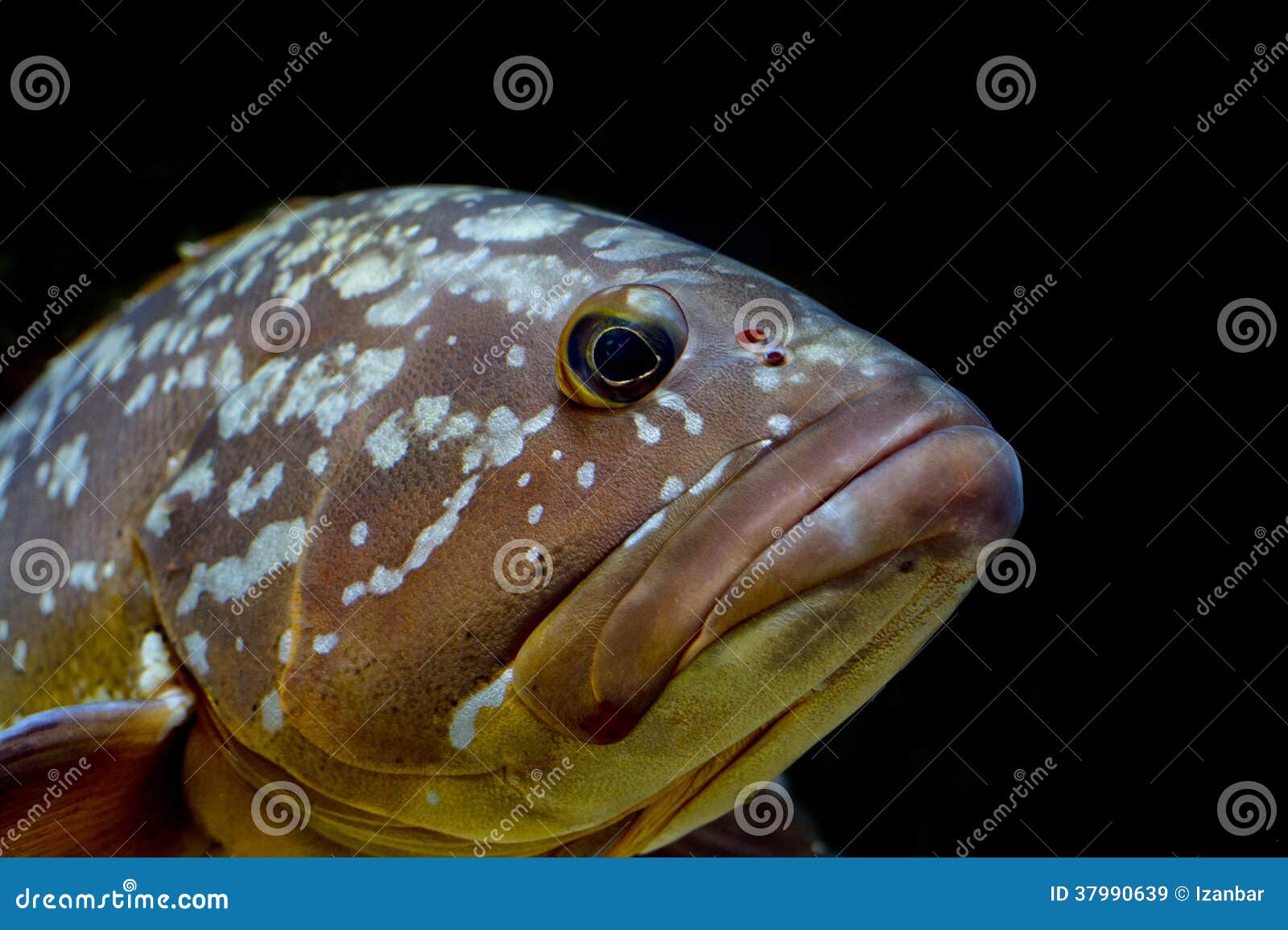 Colorful Grouper Isolated on Black Stock Image - Image of animal, scale ...