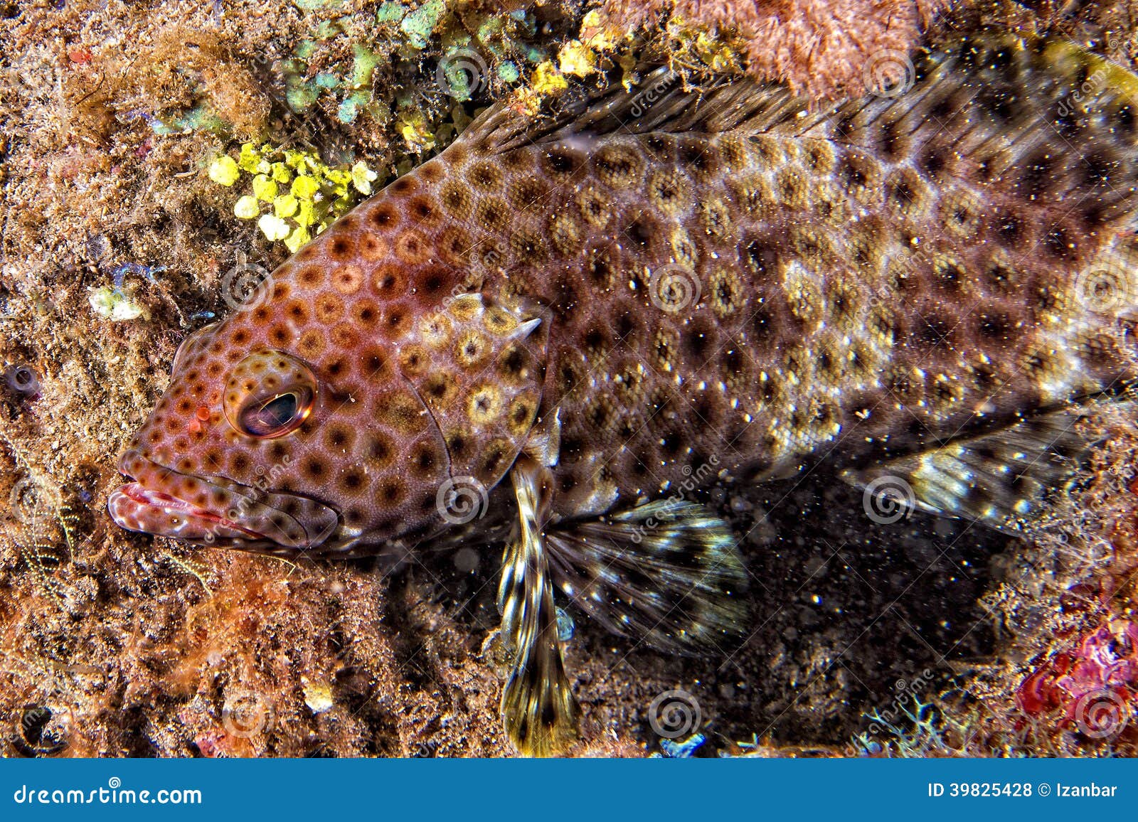 Colorful Grouper Isolated on Black Stock Photo - Image of ocean, nature ...