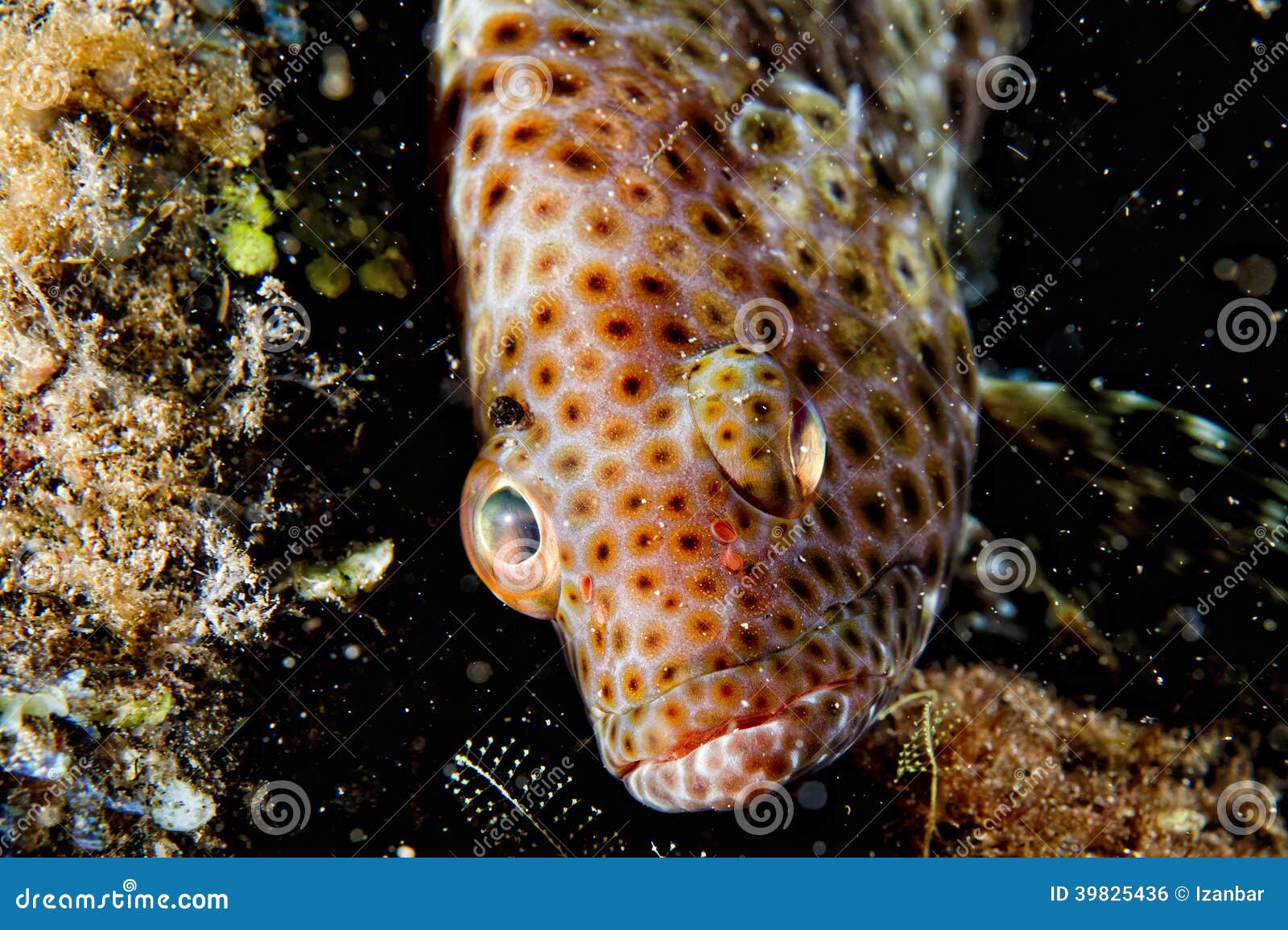 Colorful Grouper Isolated on Black Stock Photo - Image of wildlife ...