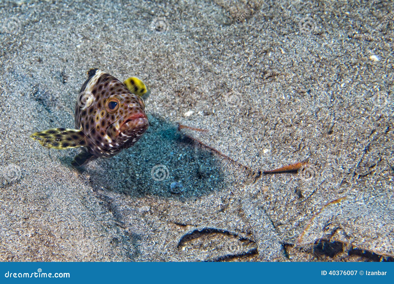 Colorful Grouper Isolated on Black Stock Image - Image of scale, water ...
