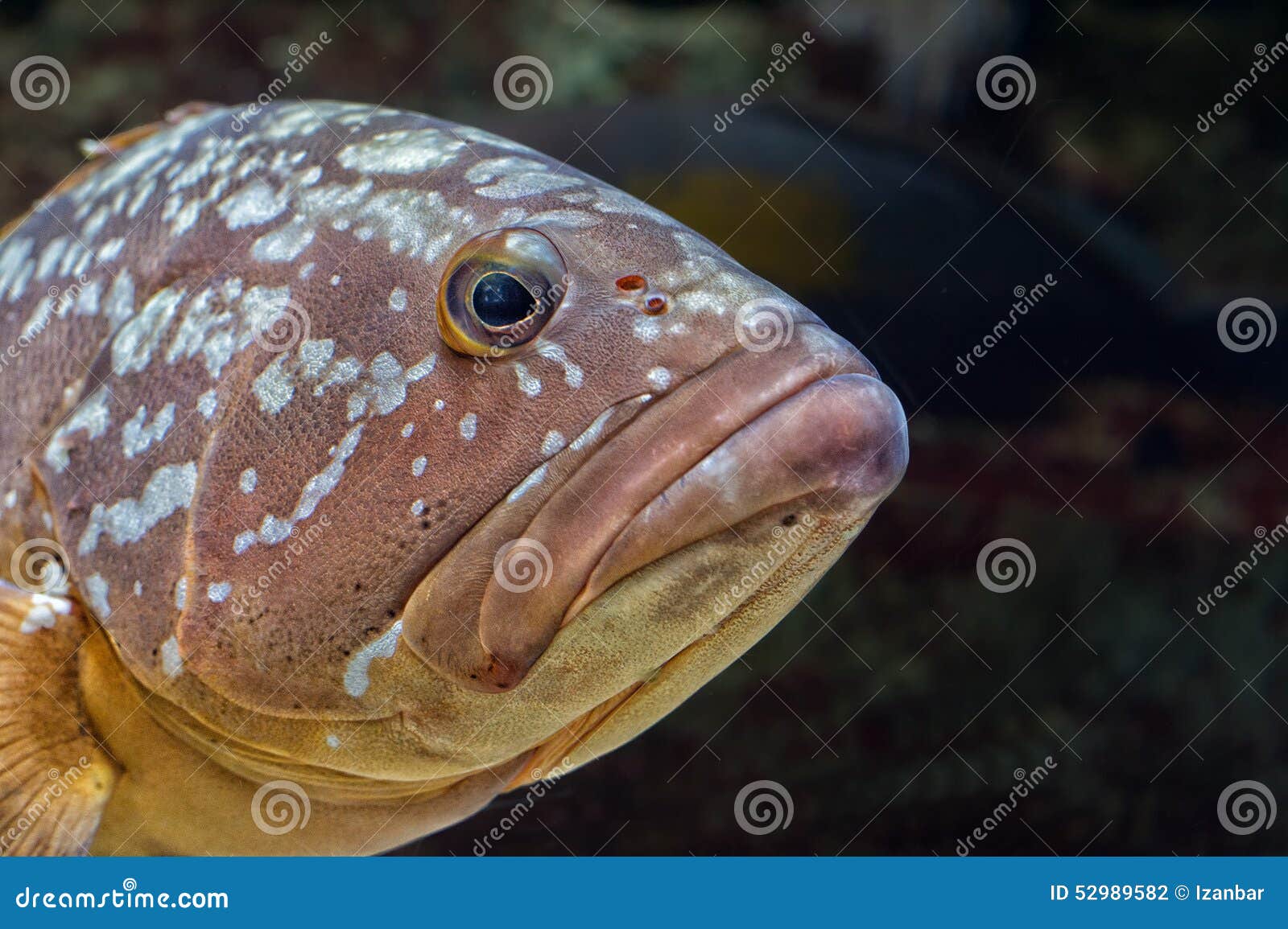 Colorful Grouper Isolated on Black Stock Photo - Image of fresh ...