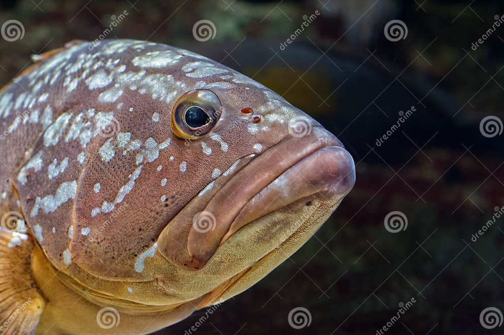 Colorful Grouper Isolated on Black Stock Photo - Image of fresh ...