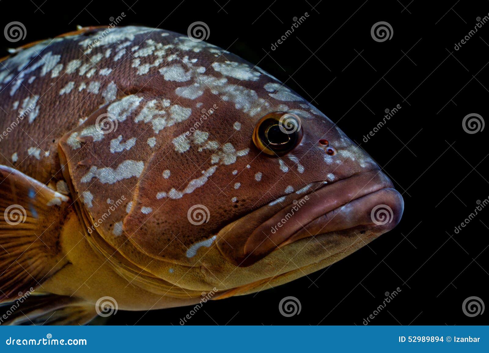 Colorful Grouper Isolated on Black Stock Photo - Image of marine, scale ...