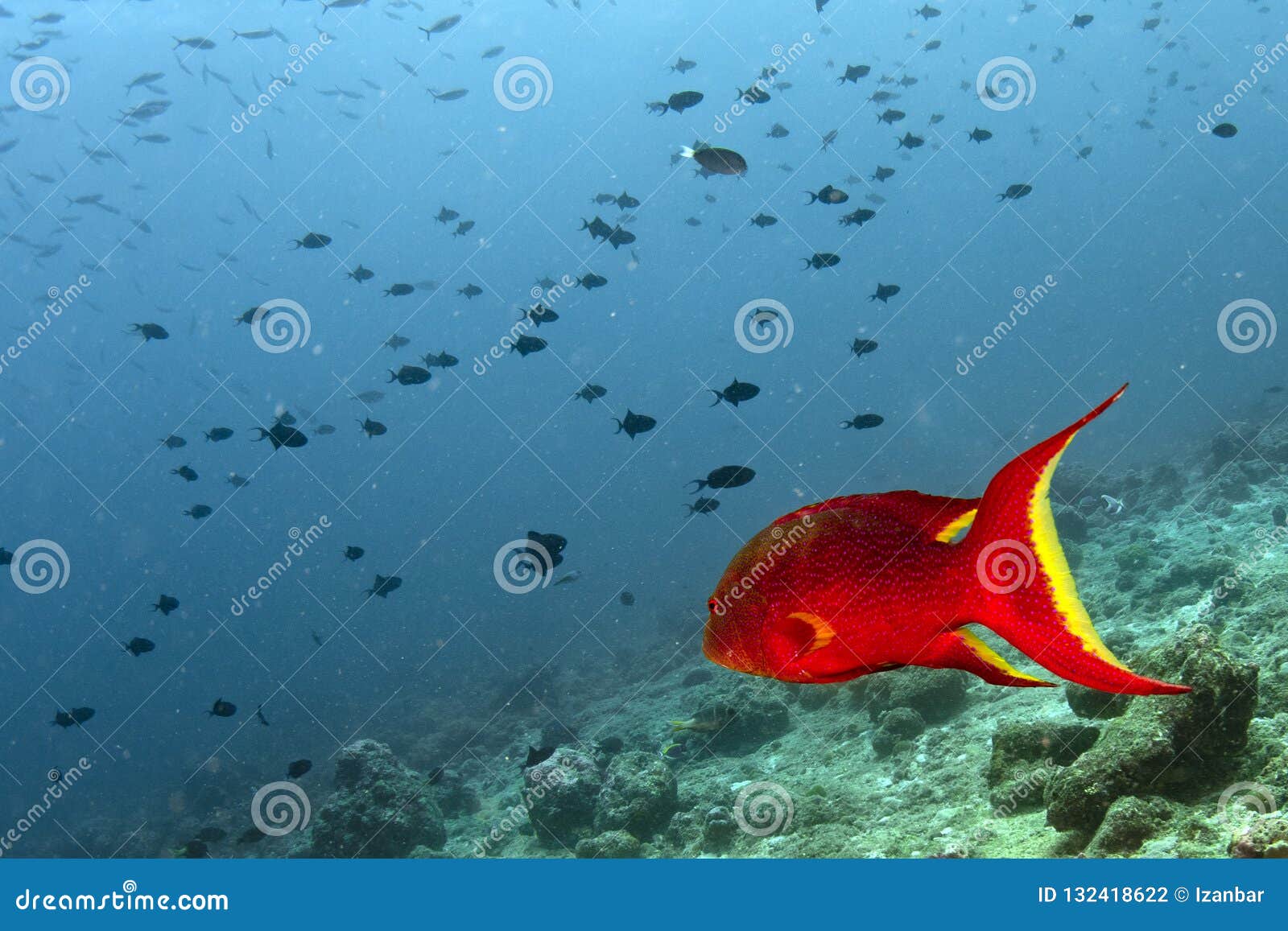 Colorful Grouper Isolated on Black Stock Photo - Image of papua ...