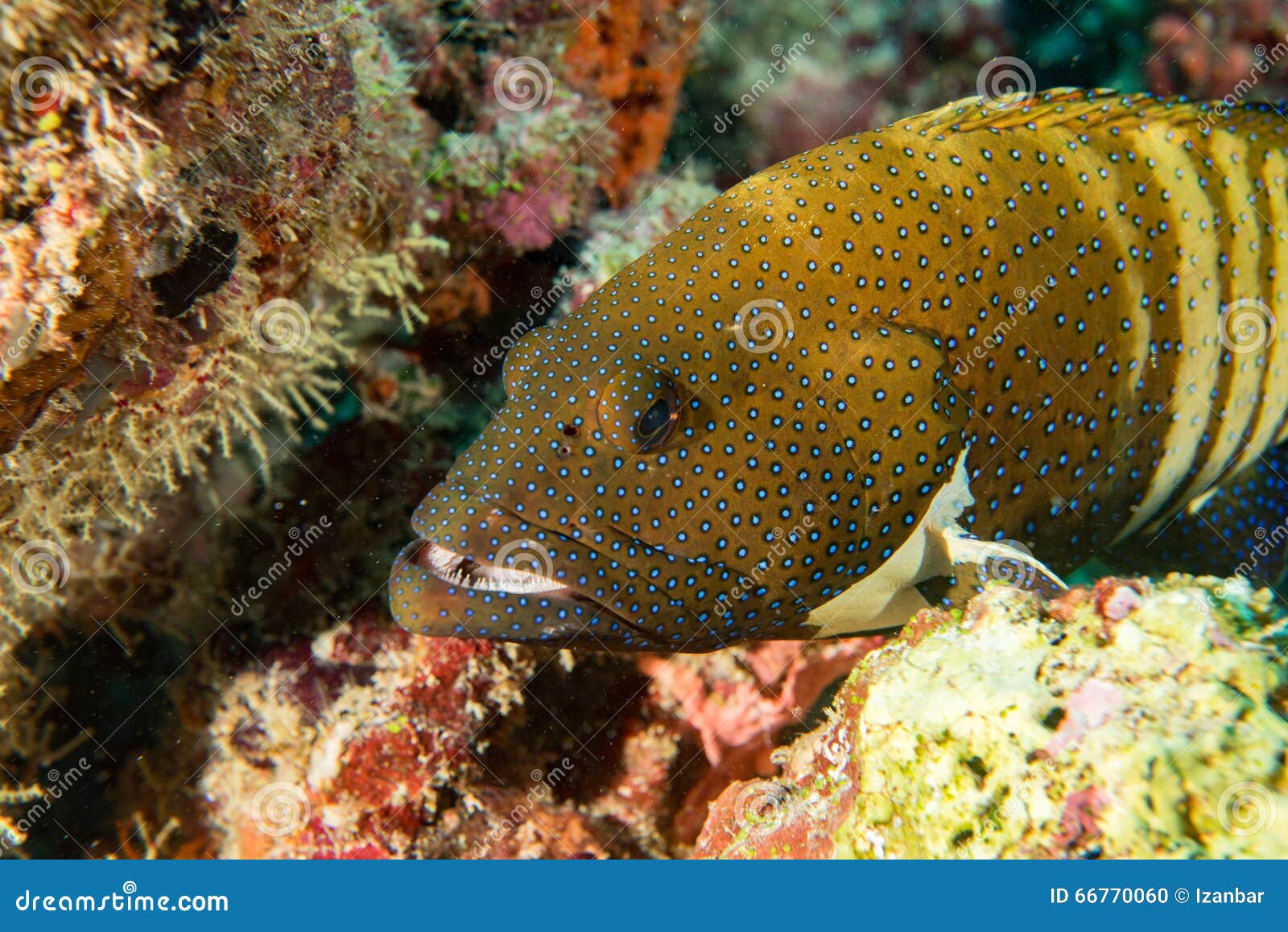 Colorful Grouper Isolated on Ocean Stock Photo - Image of egypt ...