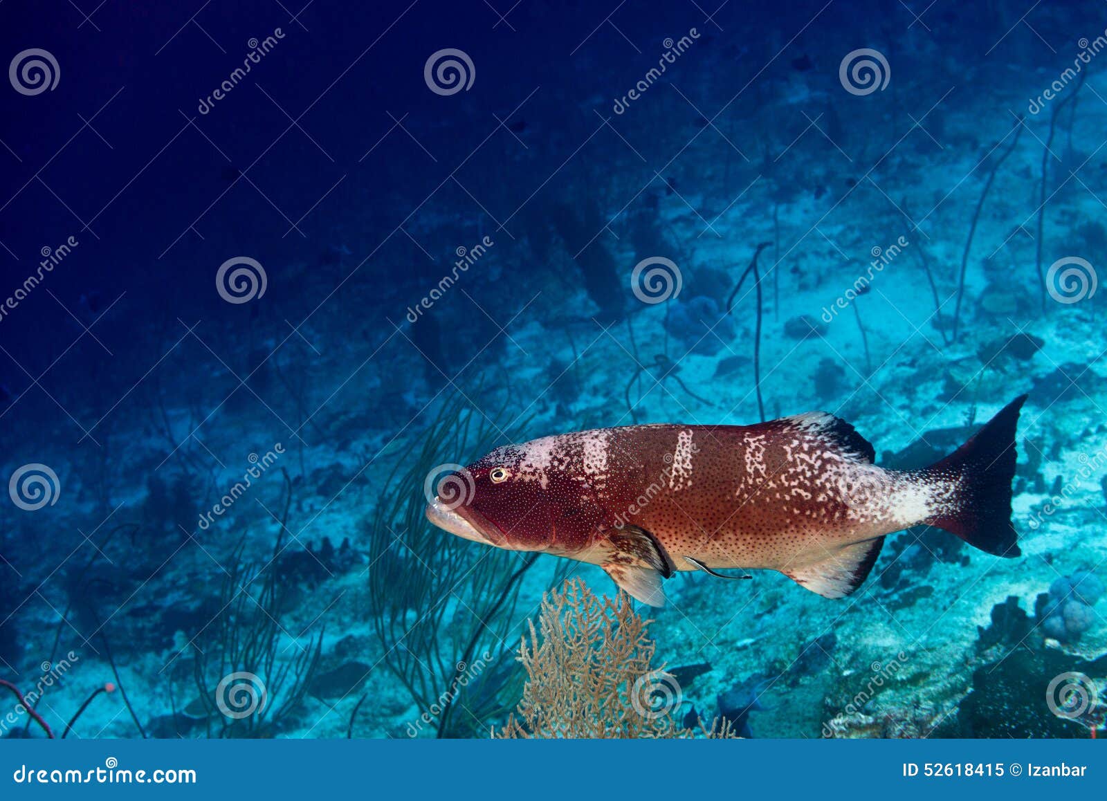 Colorful grouper on ocean stock image. Image of grouper - 52618415