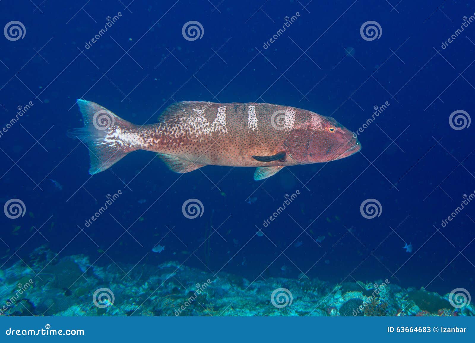 Colorful grouper on ocean stock image. Image of nature - 63664683