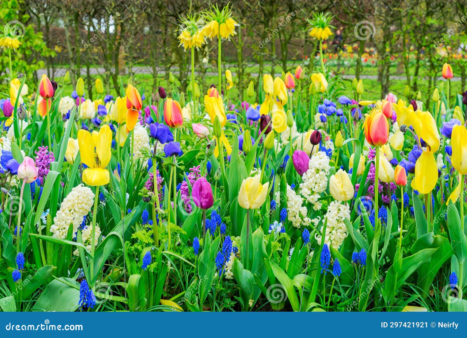 Rows of tulip flowers stock image. Image of dutch, floral - 297421921