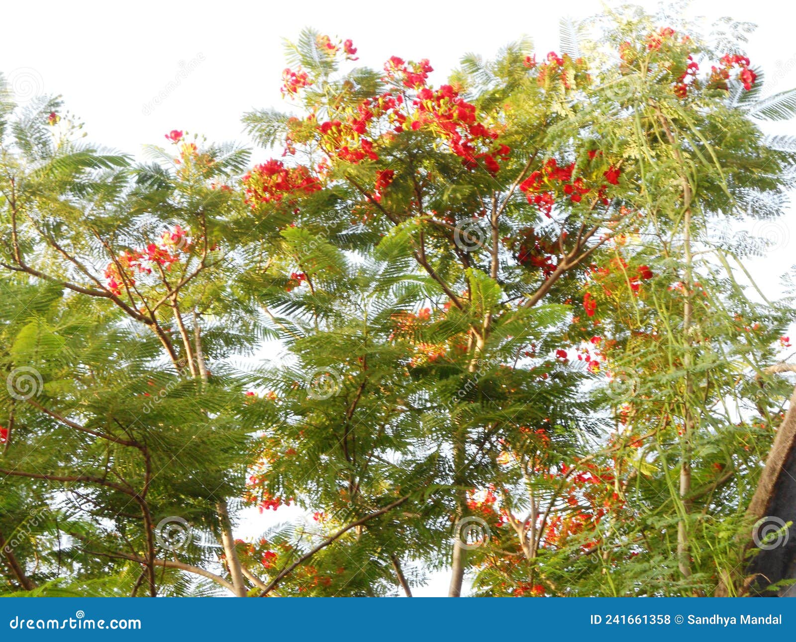 Colorful Gulmohar Tree in Blossom Stock Photo - Image of delonix, tree ...